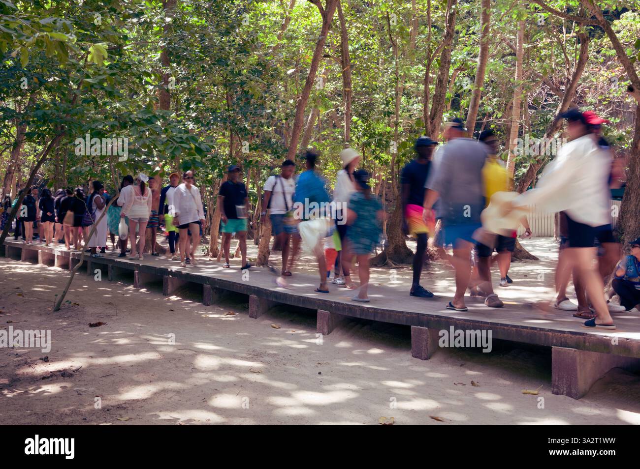 A steady flow of tourists moves through the shaded forest boardwalk of ...