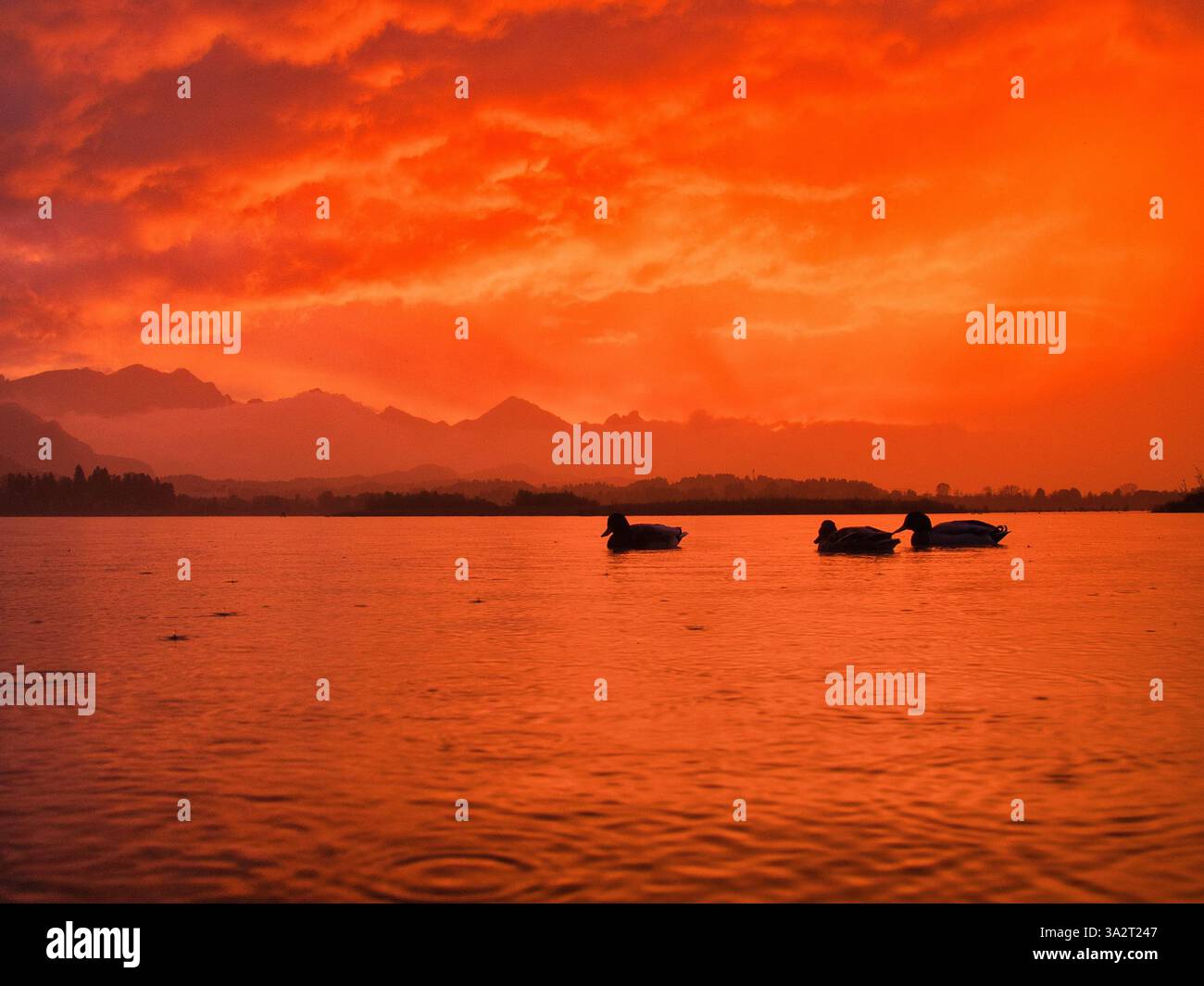 Red sunset ducks in hi-res stock photography and images - Alamy