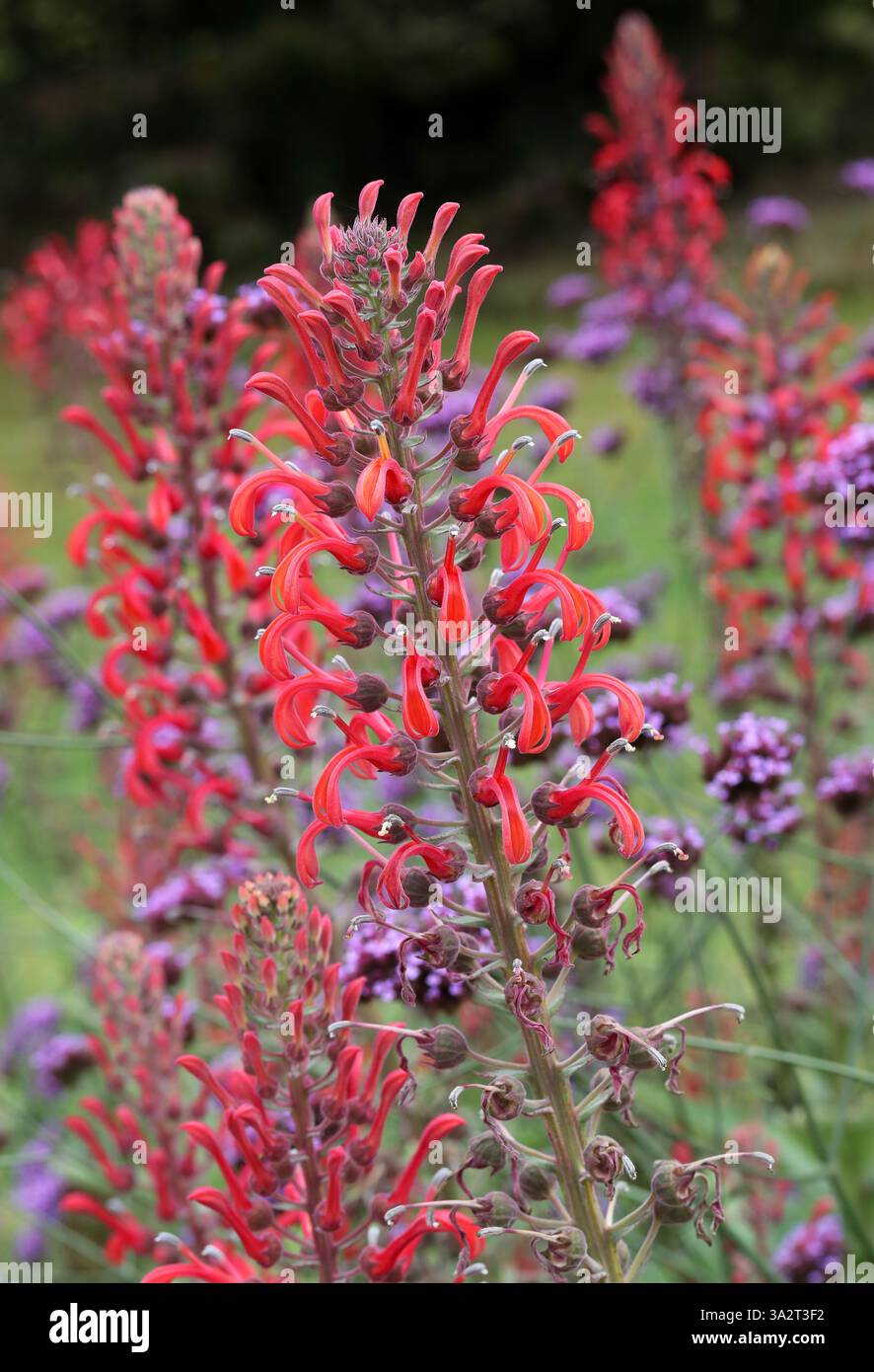 Devils Tobacco, Lobelia tupa, Campanulaceae. Chile, South America ...