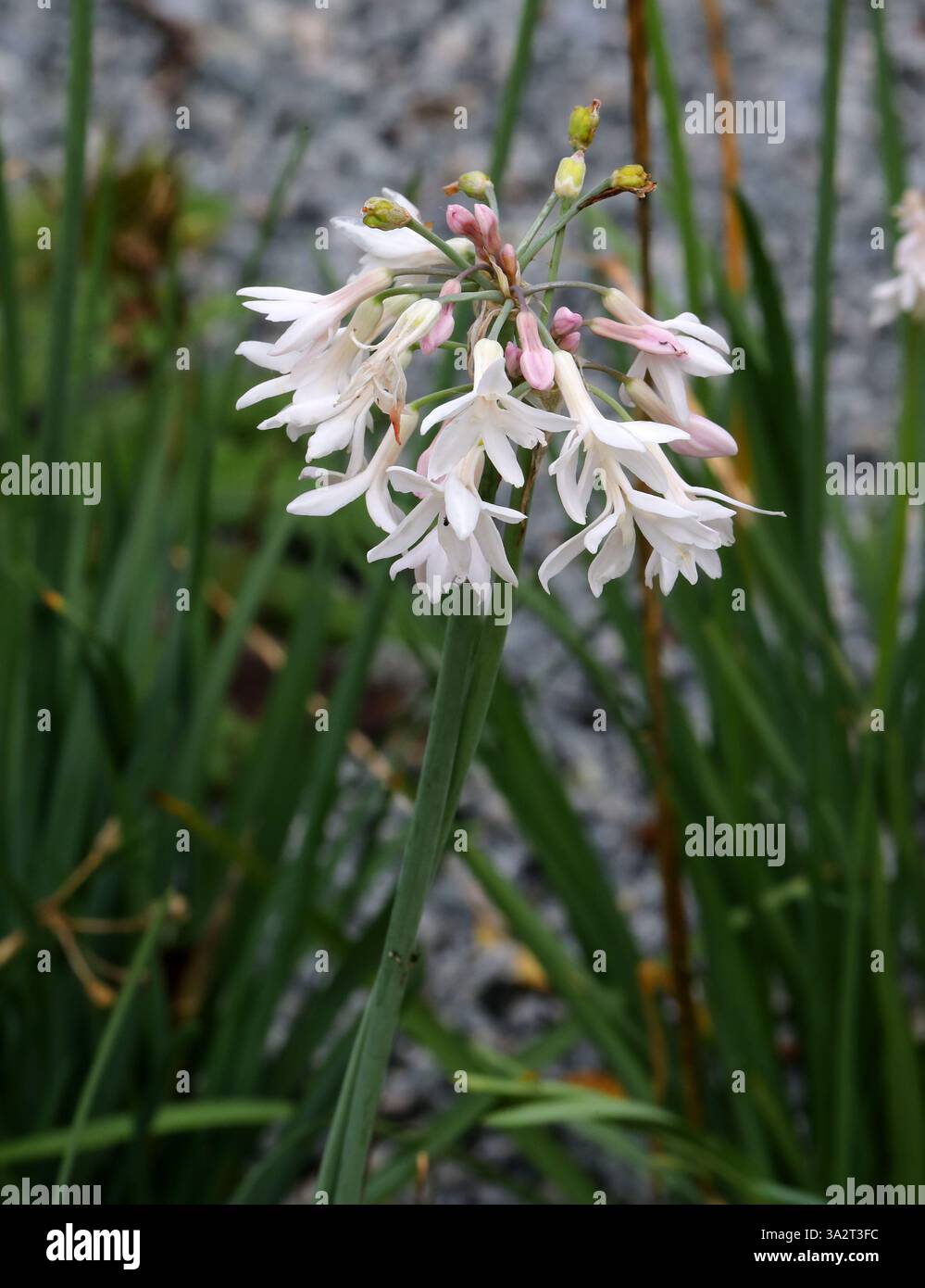 Tulbaghia violacea pallida hi-res stock photography and images - Alamy