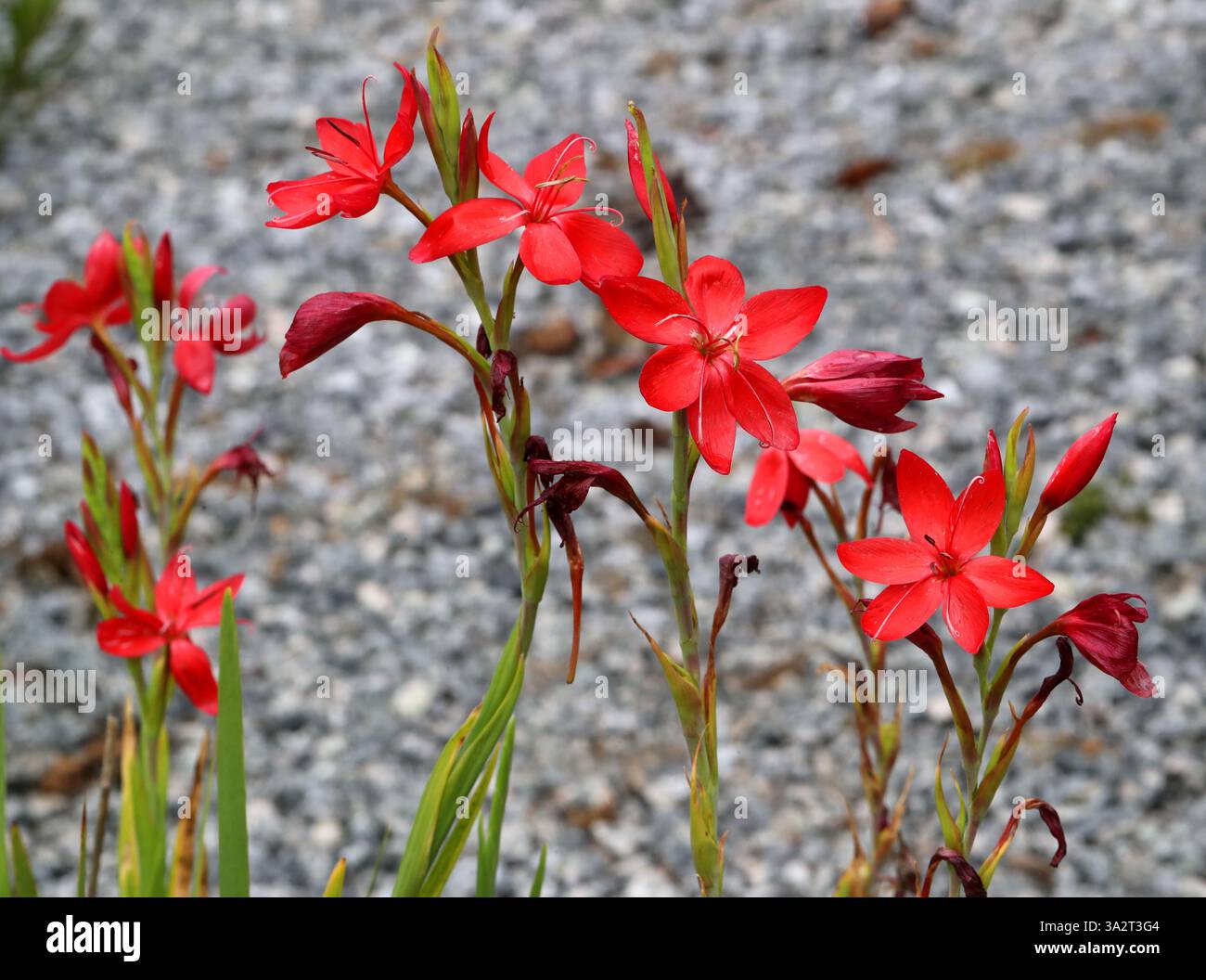 River Lily, or Crimson Flag Lily, Hesperantha coccinea "Major ...
