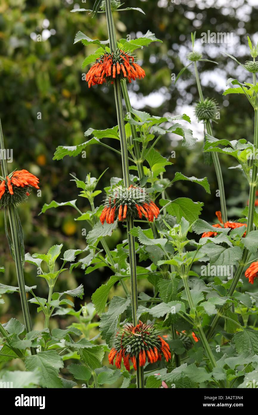 Lion's ear flower africa hi-res stock photography and images - Alamy