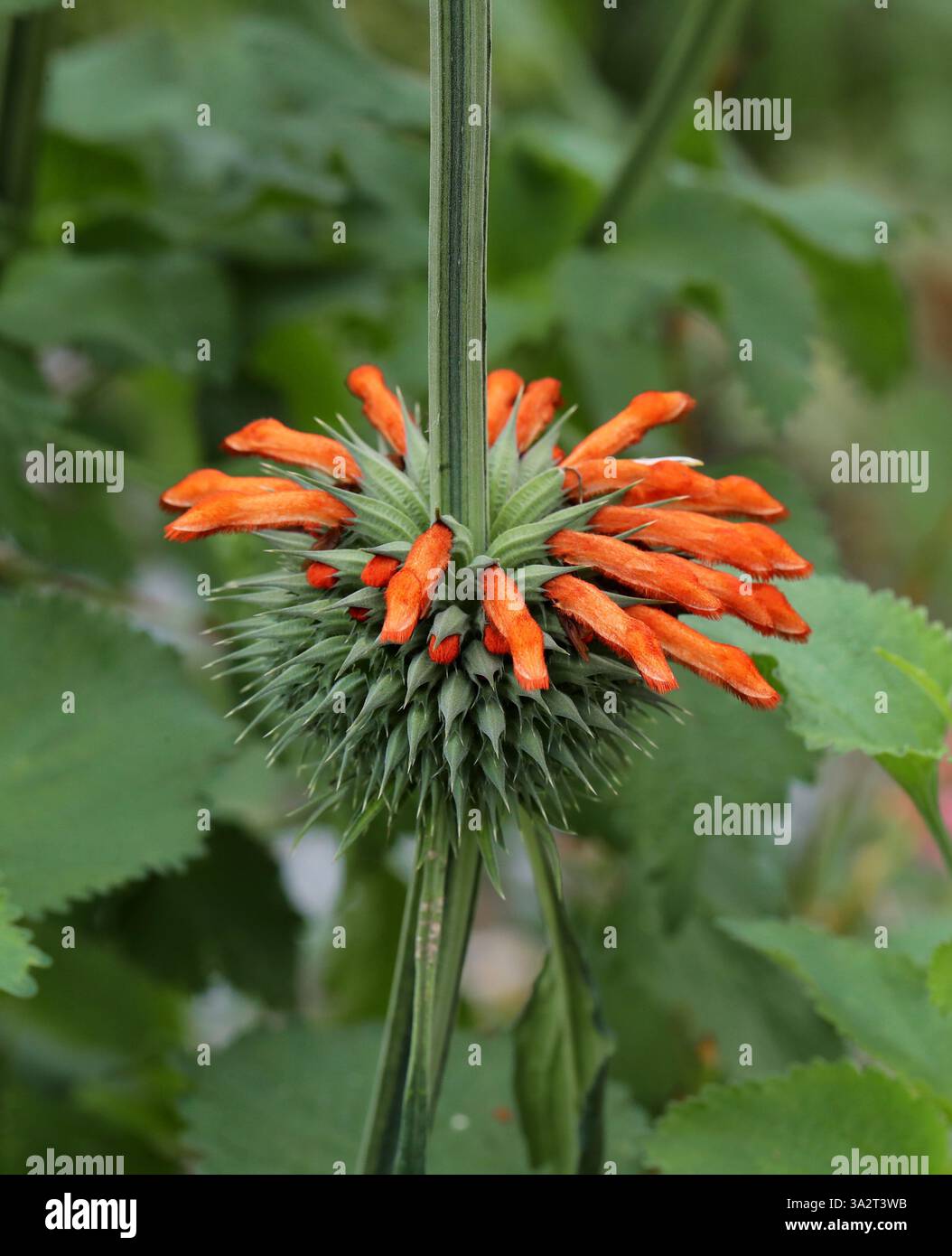 Klip dagga hi-res stock photography and images - Alamy