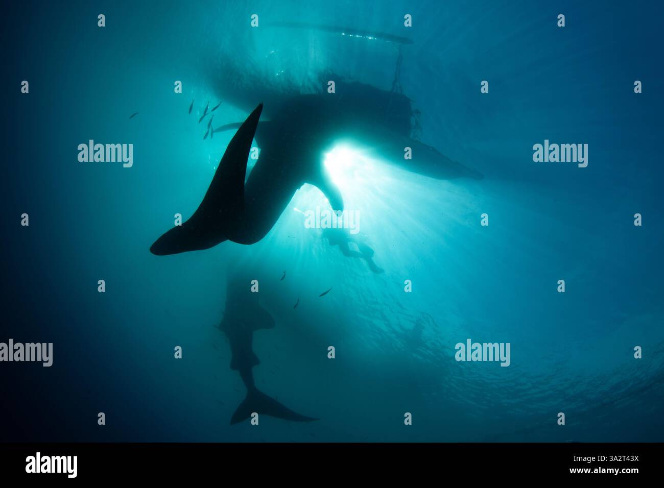 A large, filter-feeding whale shark, Rhincodon typus, slowly swims in ...