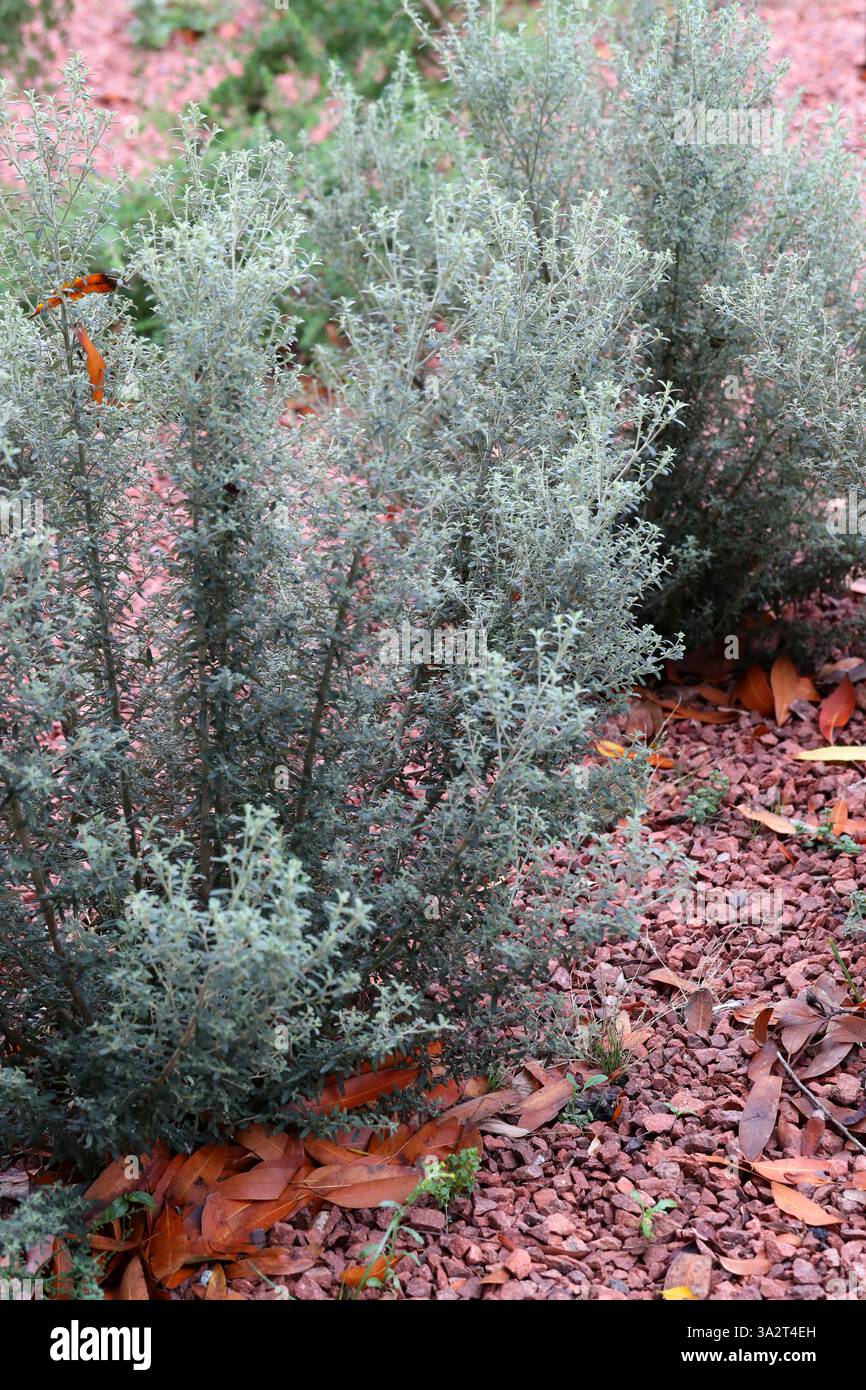Alpine daisy bush hi-res stock photography and images - Alamy