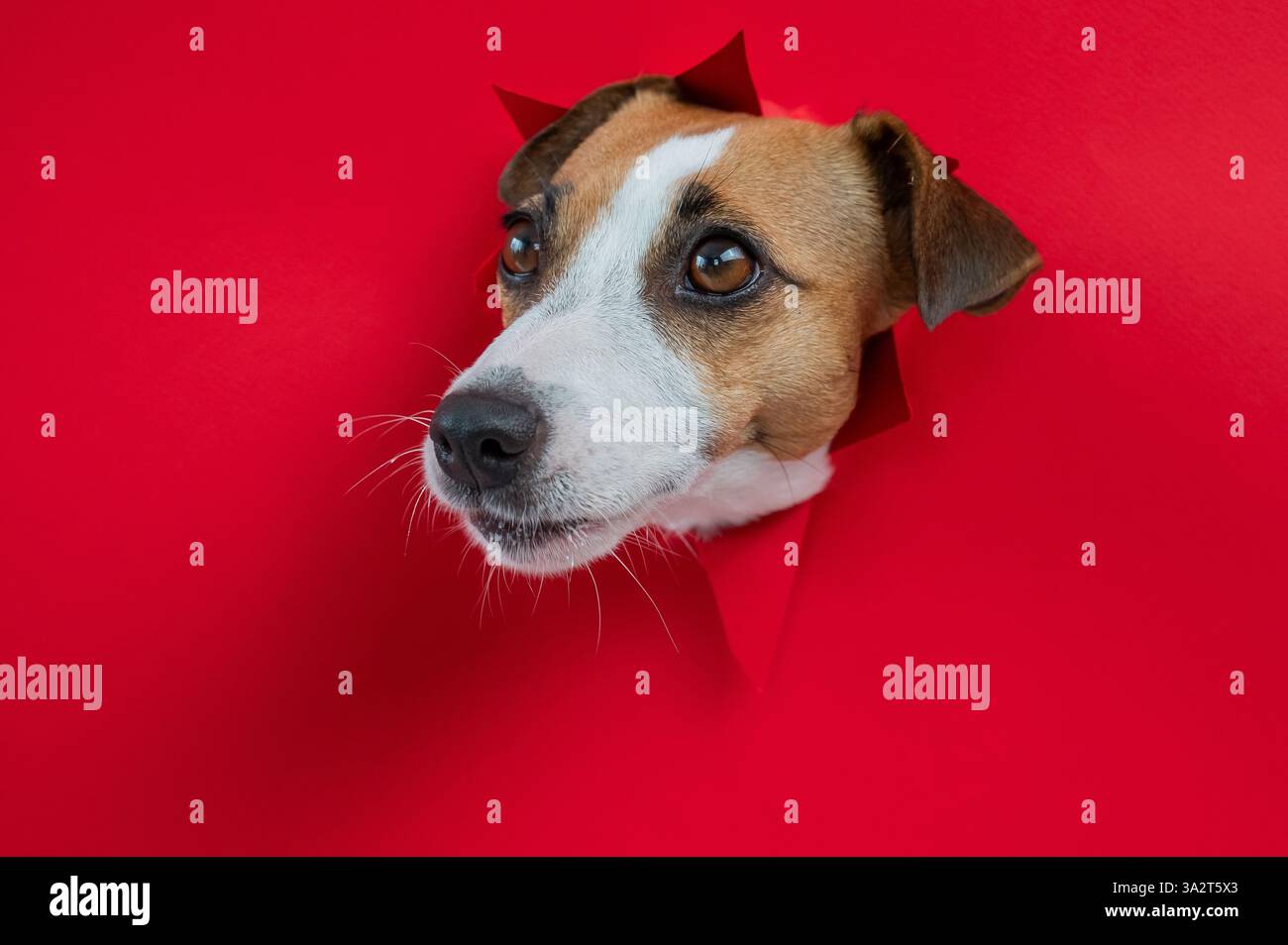 Funny Jack Russell Terrier dog sticks out through a red cardboard ...