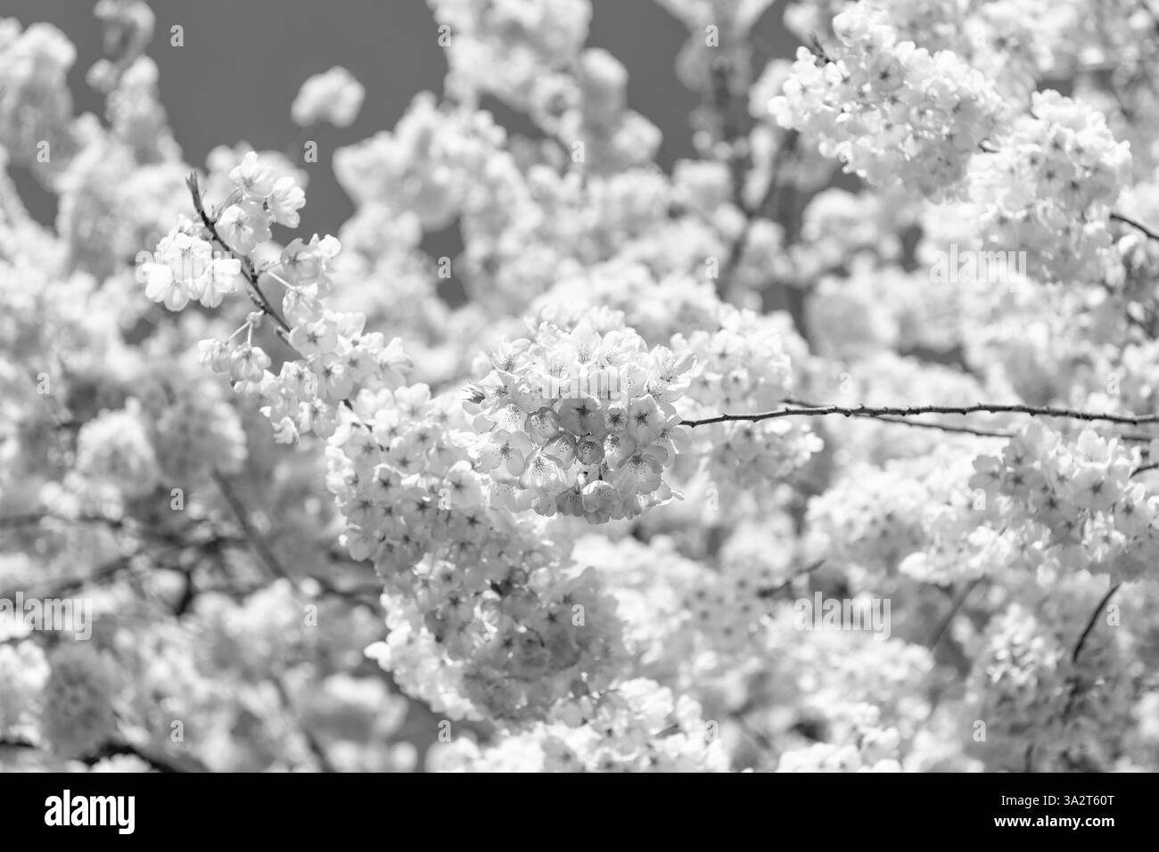 Sakura tree in bloom in spring. Beautiful spring season. Sakura tree ...