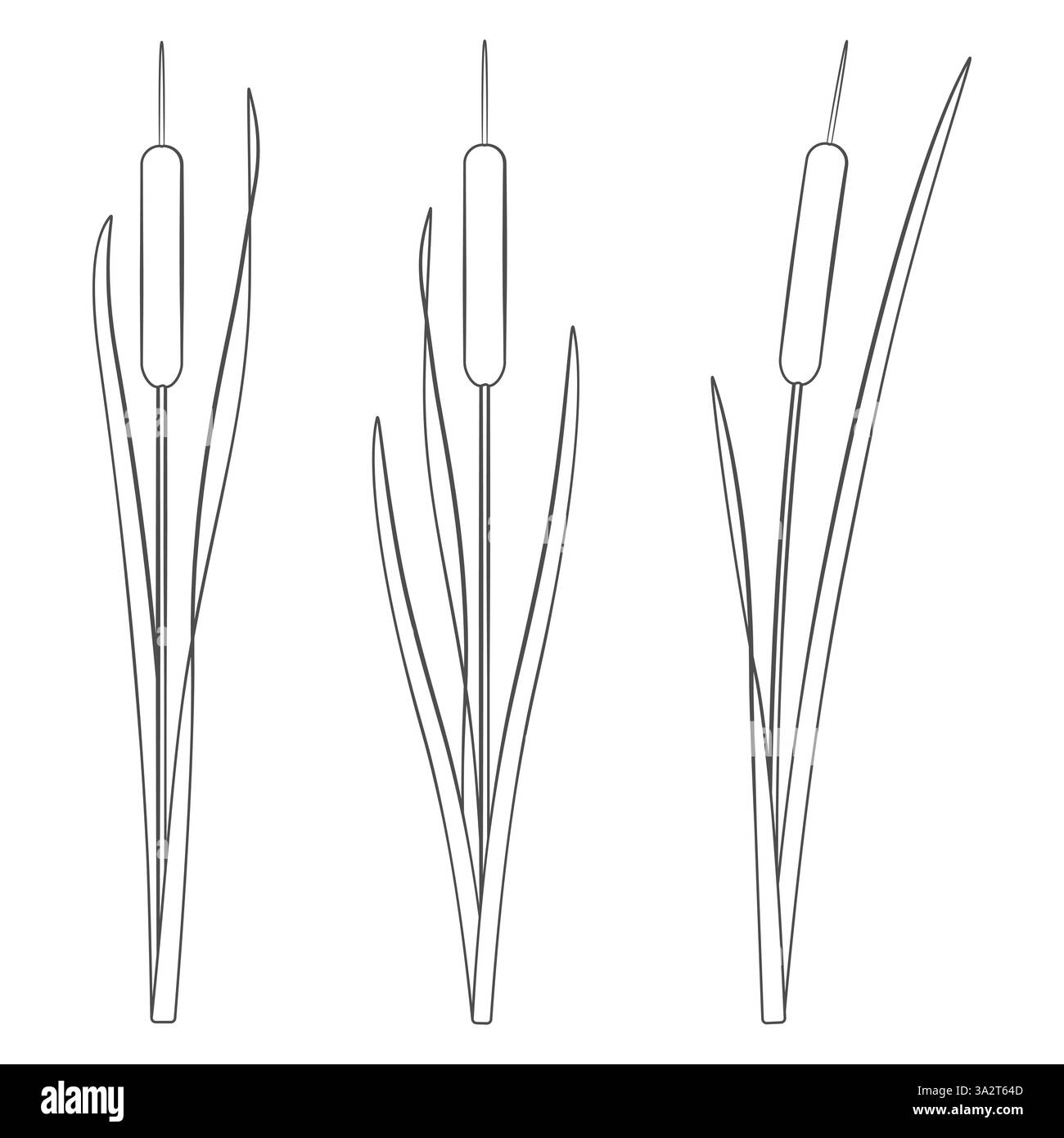 Set of black and white illustrations with cattails, reeds. Isolated ...