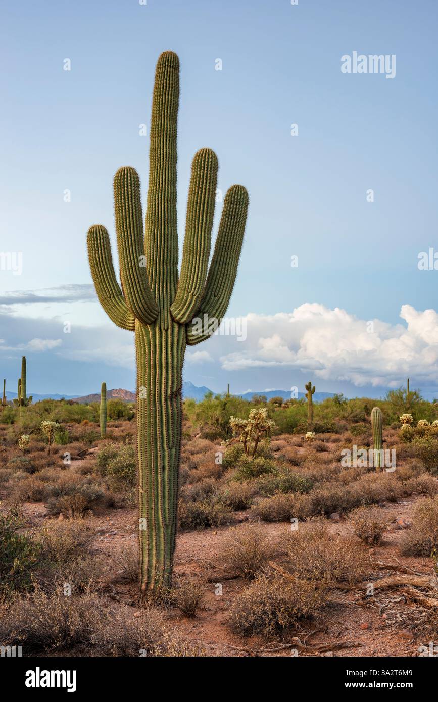 Superstition mountains saguaro cactus hi-res stock photography and ...