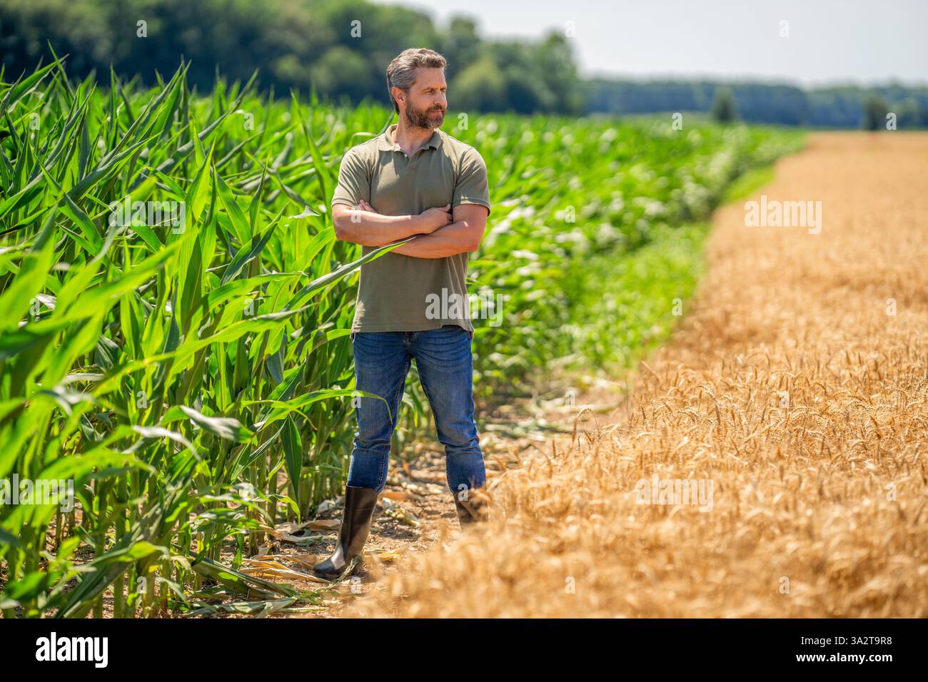 Cornfield farmer. Agricultural cornfield harvest season. Countryside farming. Confident man ...