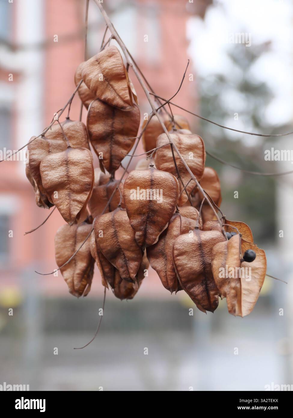 The brown bladder-like fruits of the Koelreuteria paniculate or ...