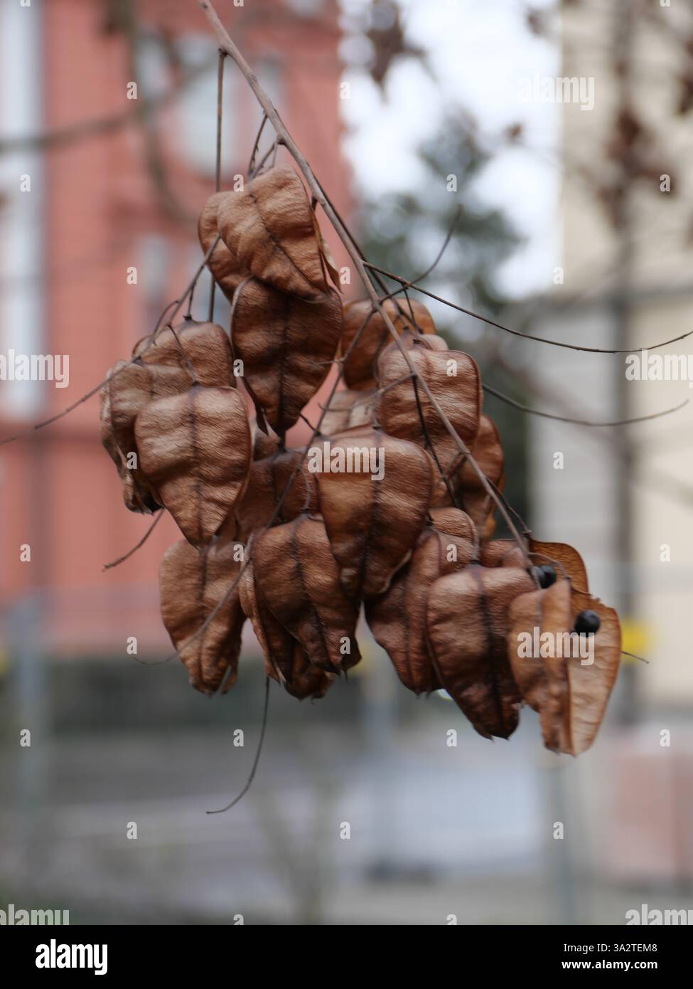 The brown bladder-like fruits of the Koelreuteria paniculate or ...