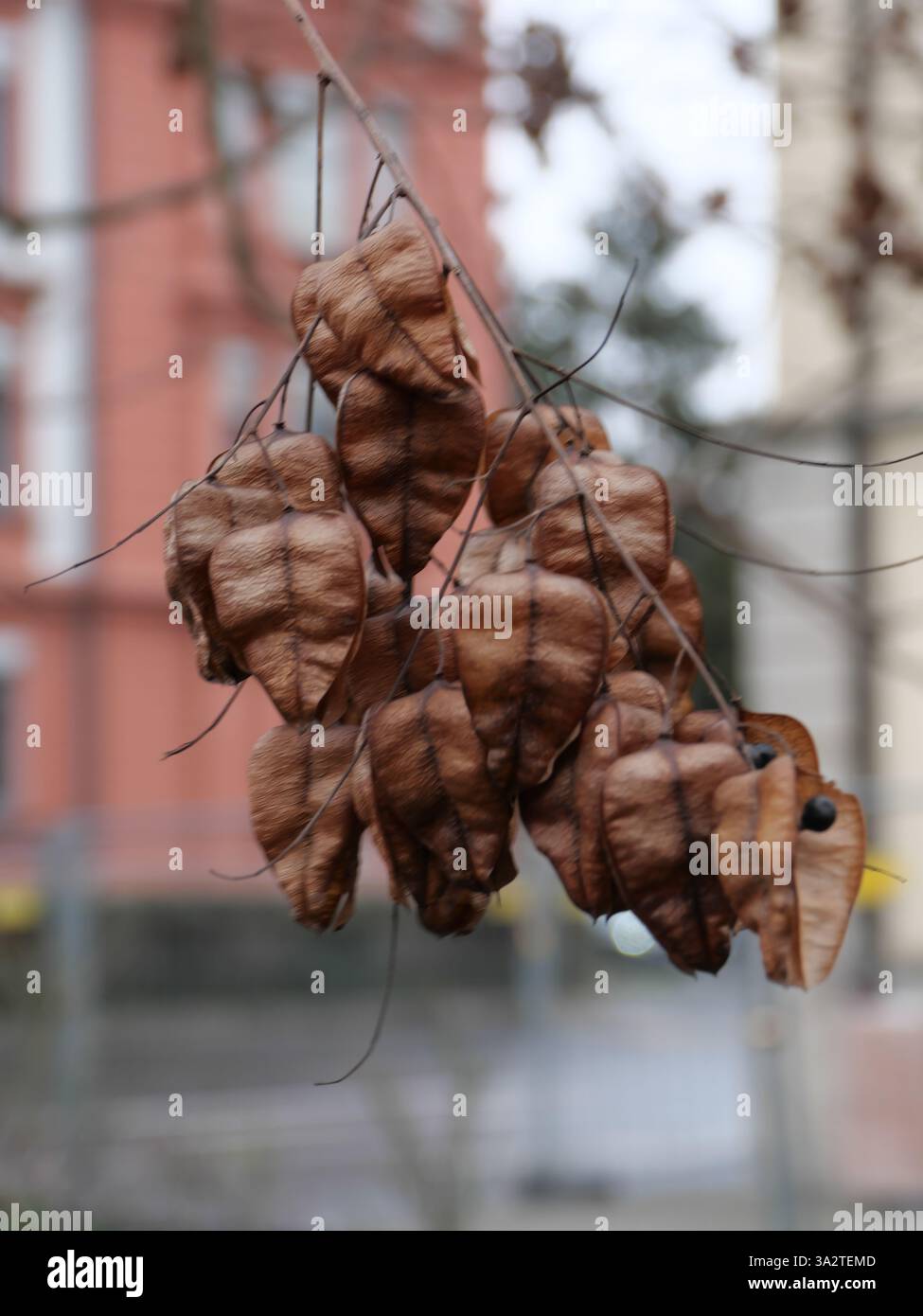 The brown bladder-like fruits of the Koelreuteria paniculate or ...