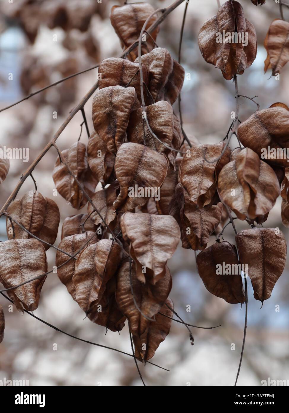 The brown bladder-like fruits of the Koelreuteria paniculate or ...