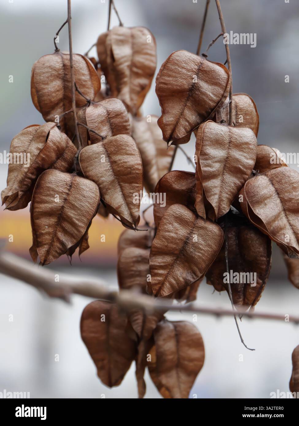 The brown bladder-like fruits of the Koelreuteria paniculate or ...