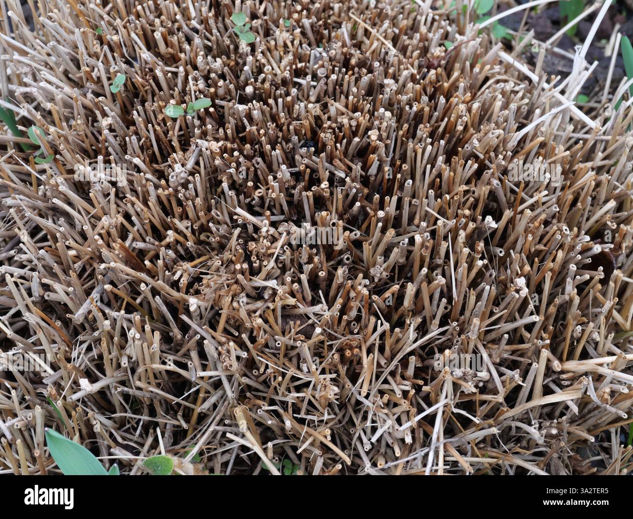 Cut back garden perennials in spring Stock Photo - Alamy