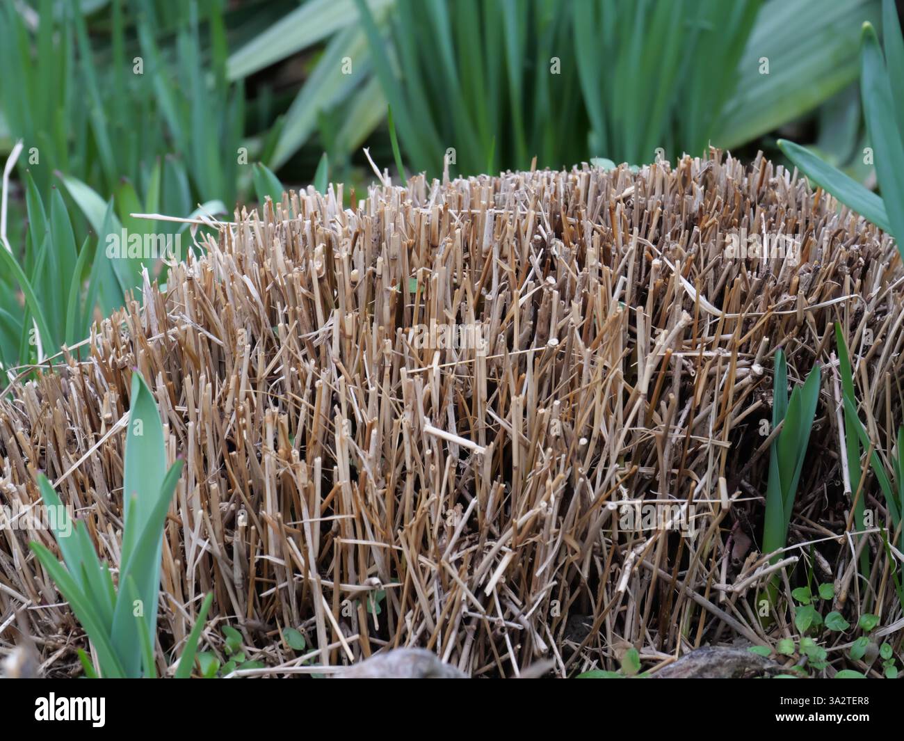 Cut back garden perennials in spring Stock Photo - Alamy