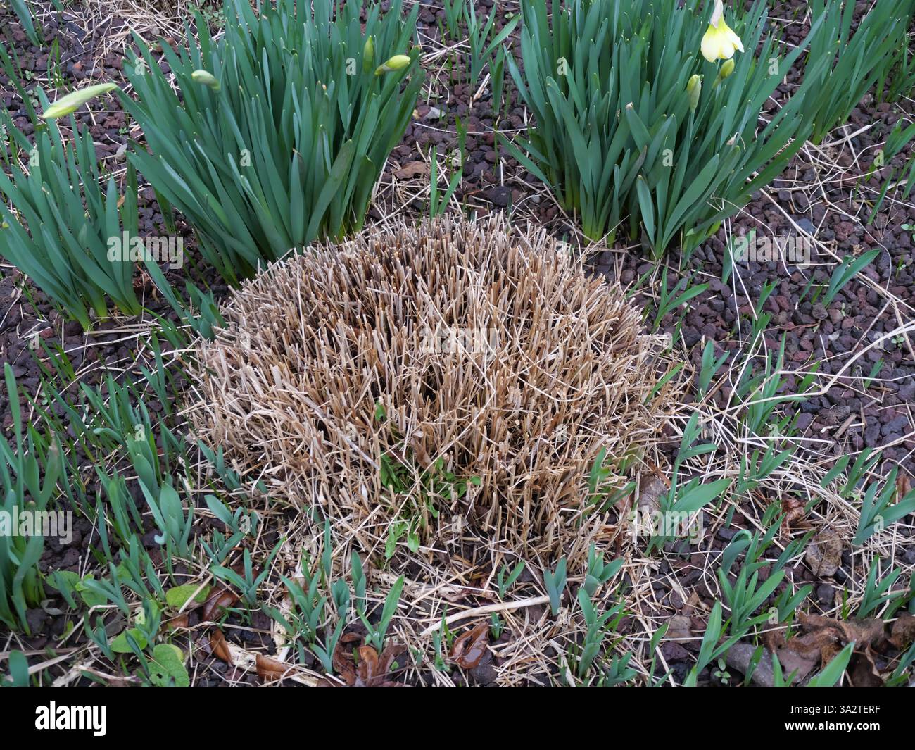 Cut back garden perennials in spring Stock Photo - Alamy