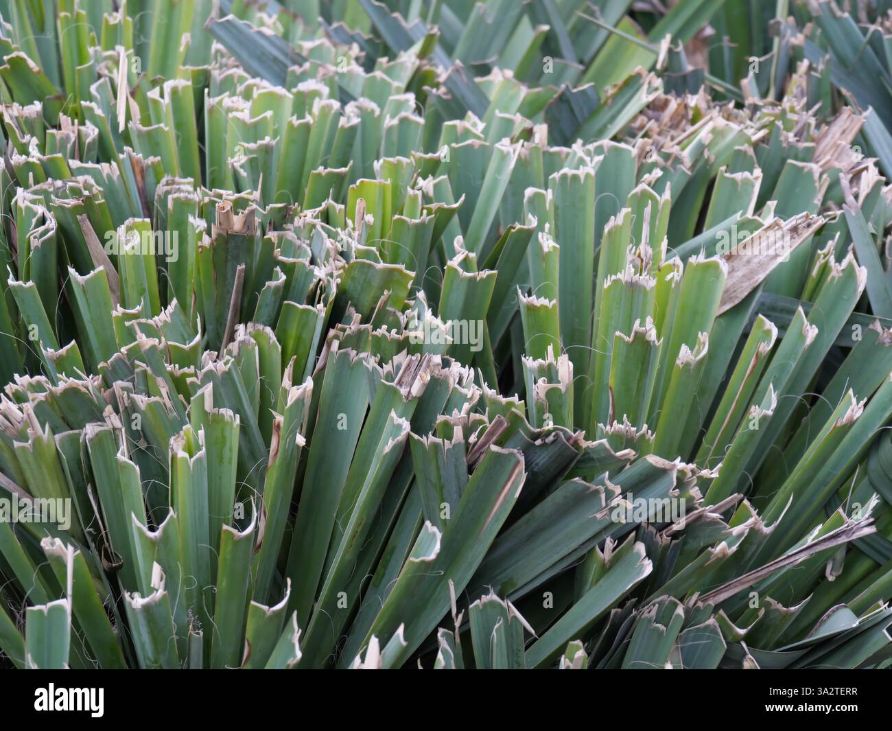 Cutting the leaves of the Yucca filamentosa palm lily leads to dry ...