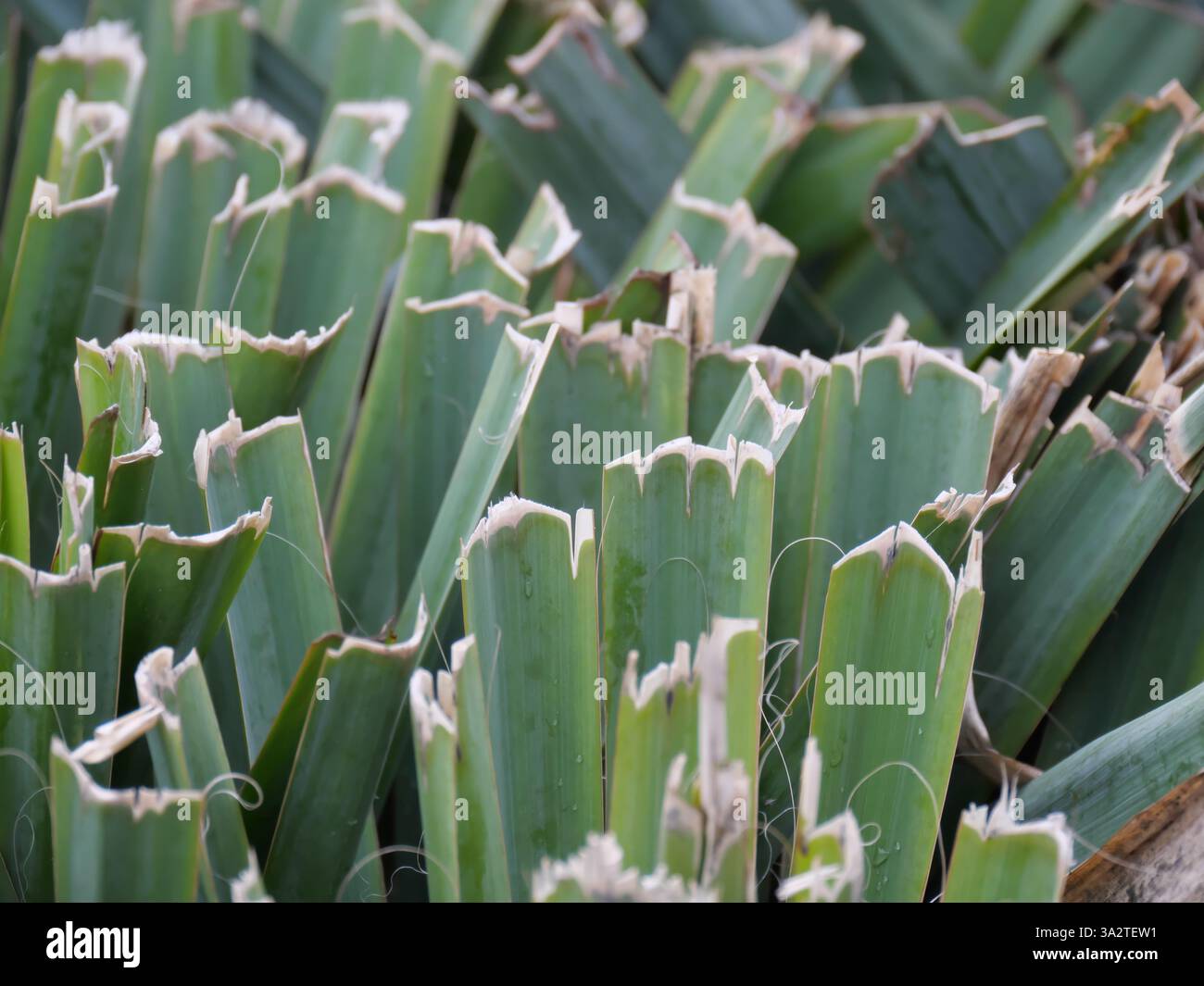 Cutting the leaves of the Yucca filamentosa palm lily leads to dry ...