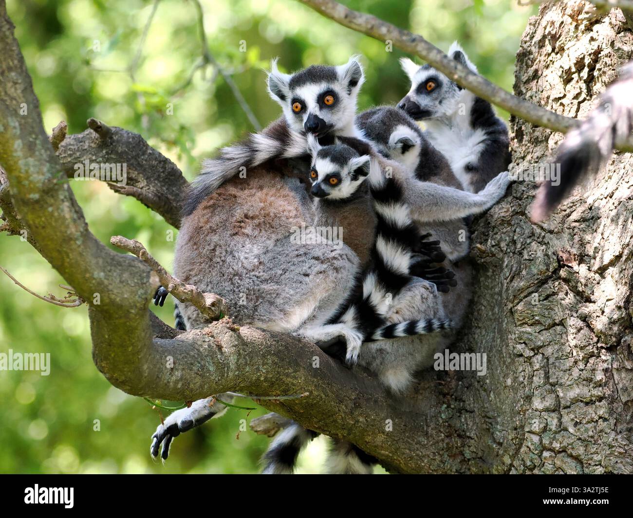 Family Ring-tailed lemurs (Lemur catta) in tree branch Stock Photo - Alamy