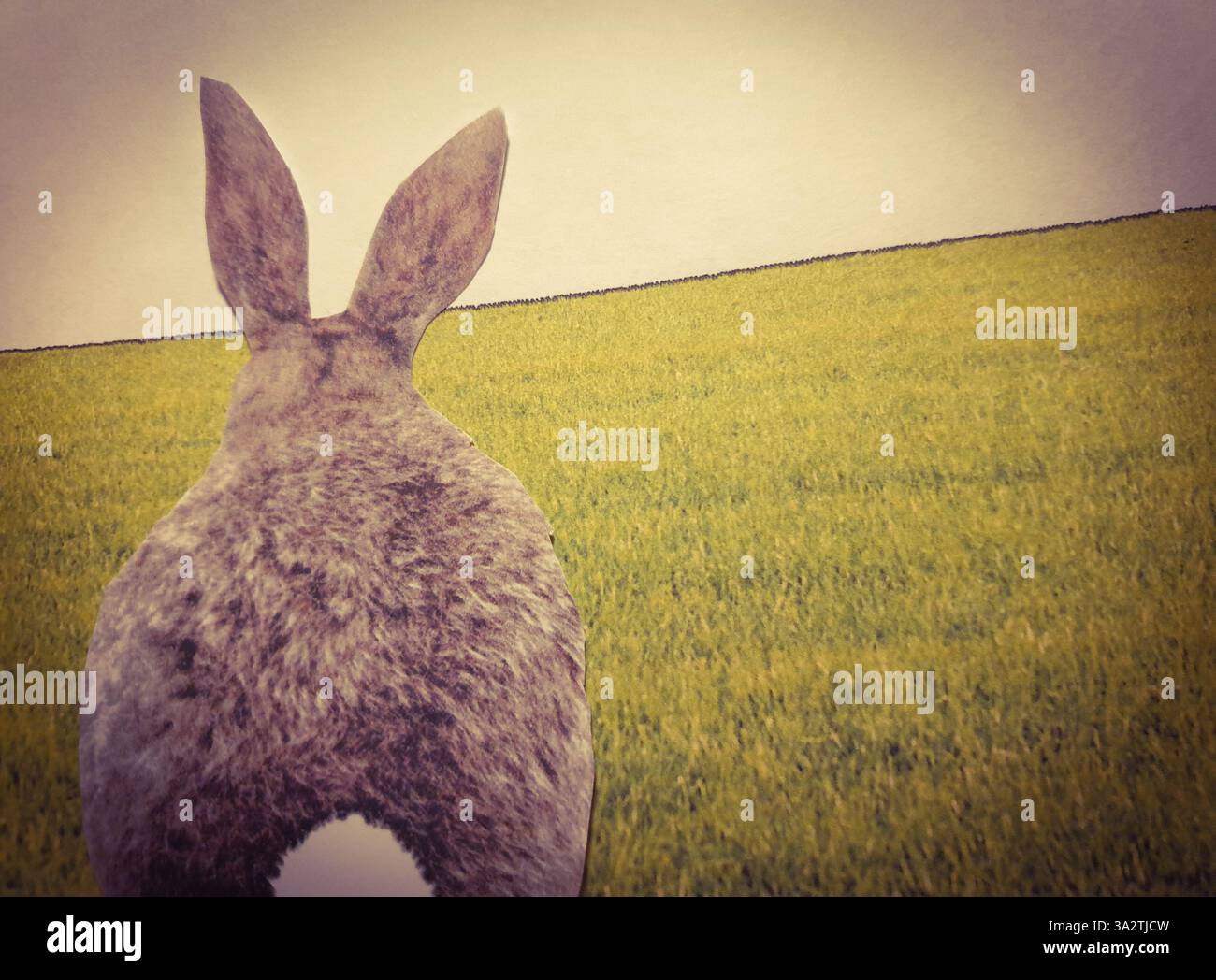 Rabbit from behind looking into an empty field Stock Photo - Alamy