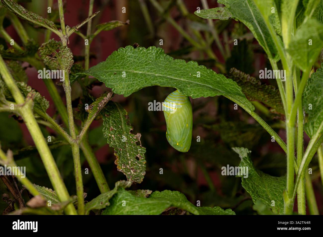 Monarch butterfly chrysalis hanging from plant leaf. Butterfly ...
