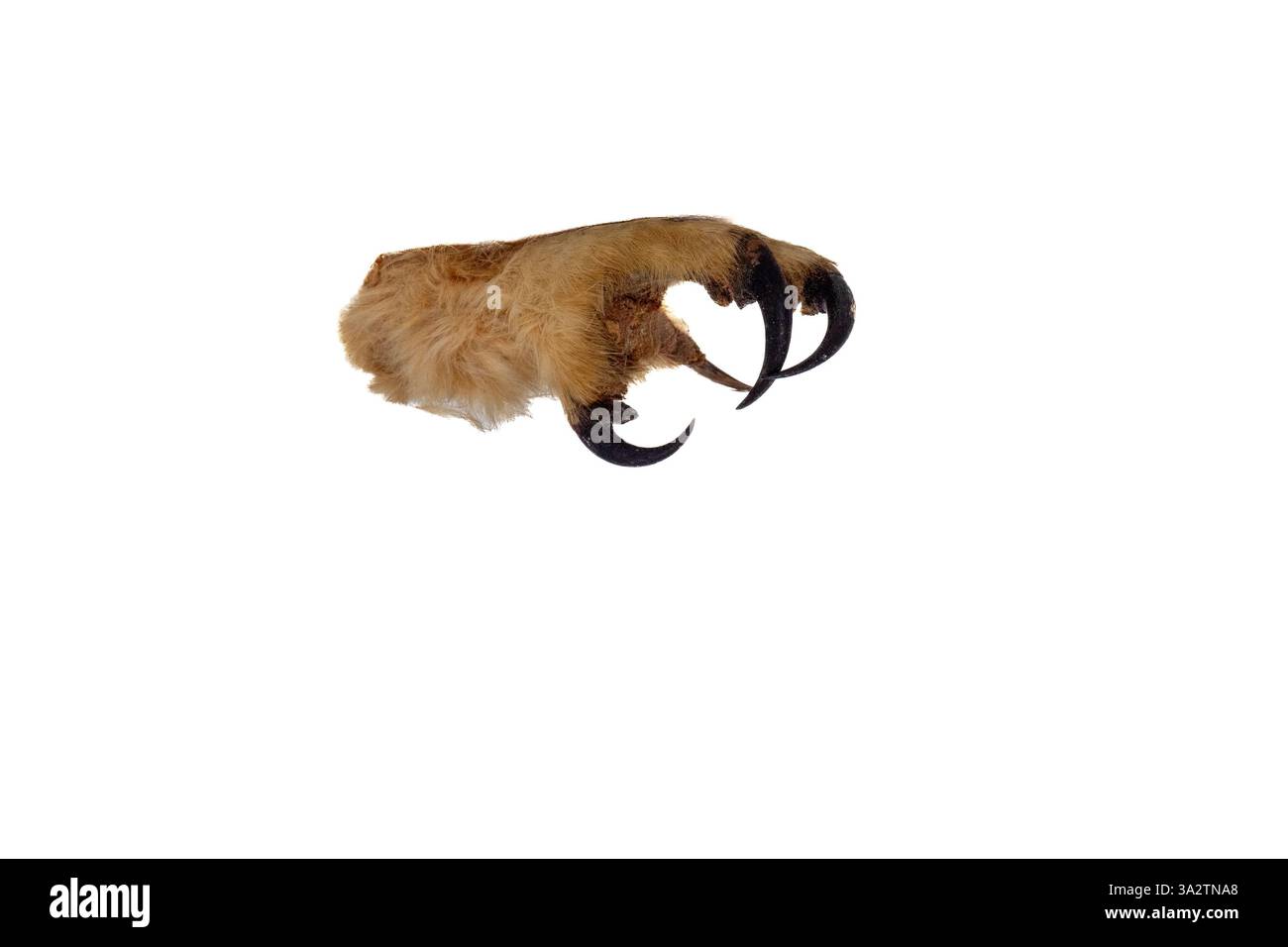 True copy Cut Out Stock Images & Pictures - Alamy