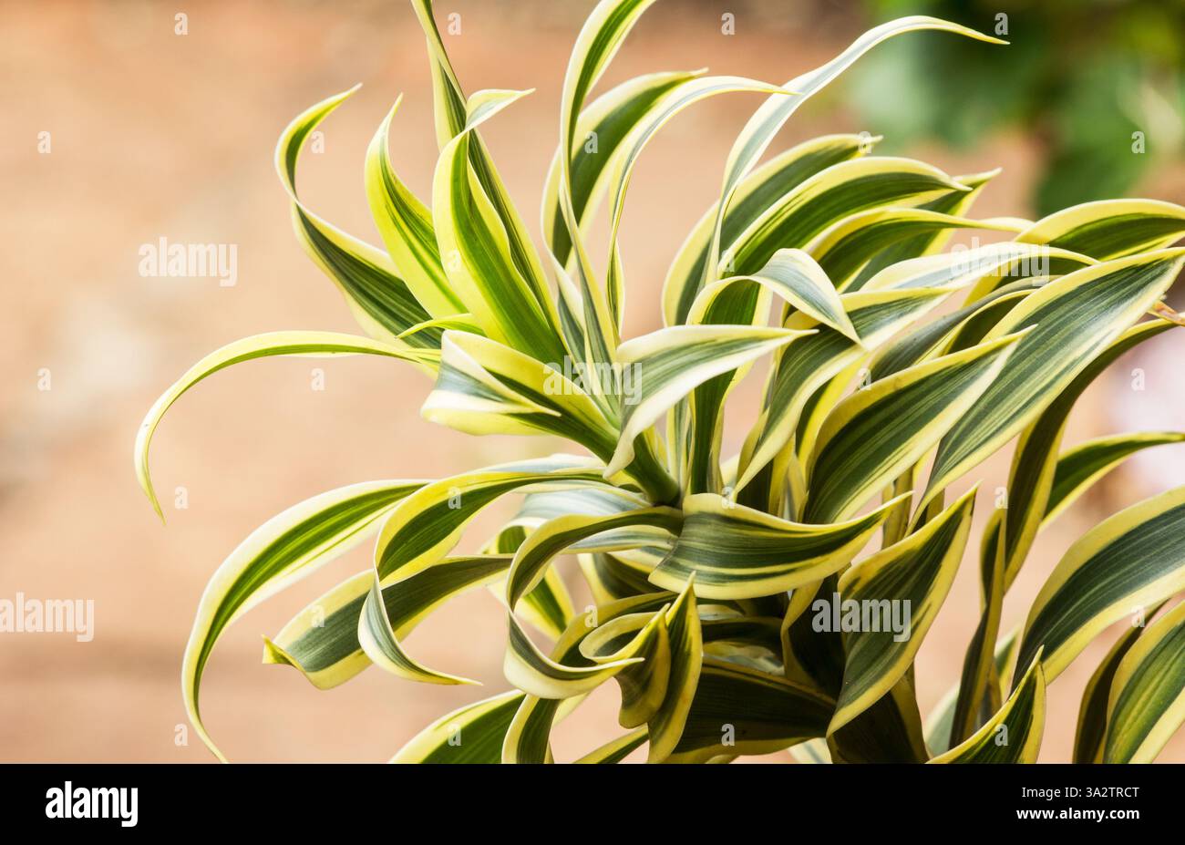 Dracaena Pleomele Reflexa, Song Of India, Tropical, Plant on neutral ...