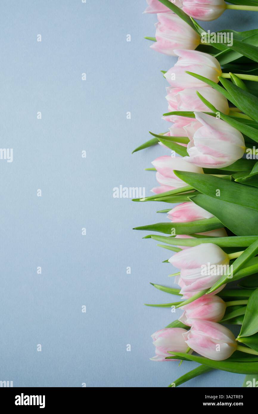 Light blue background with copy space and bunch of pink tulips on one ...