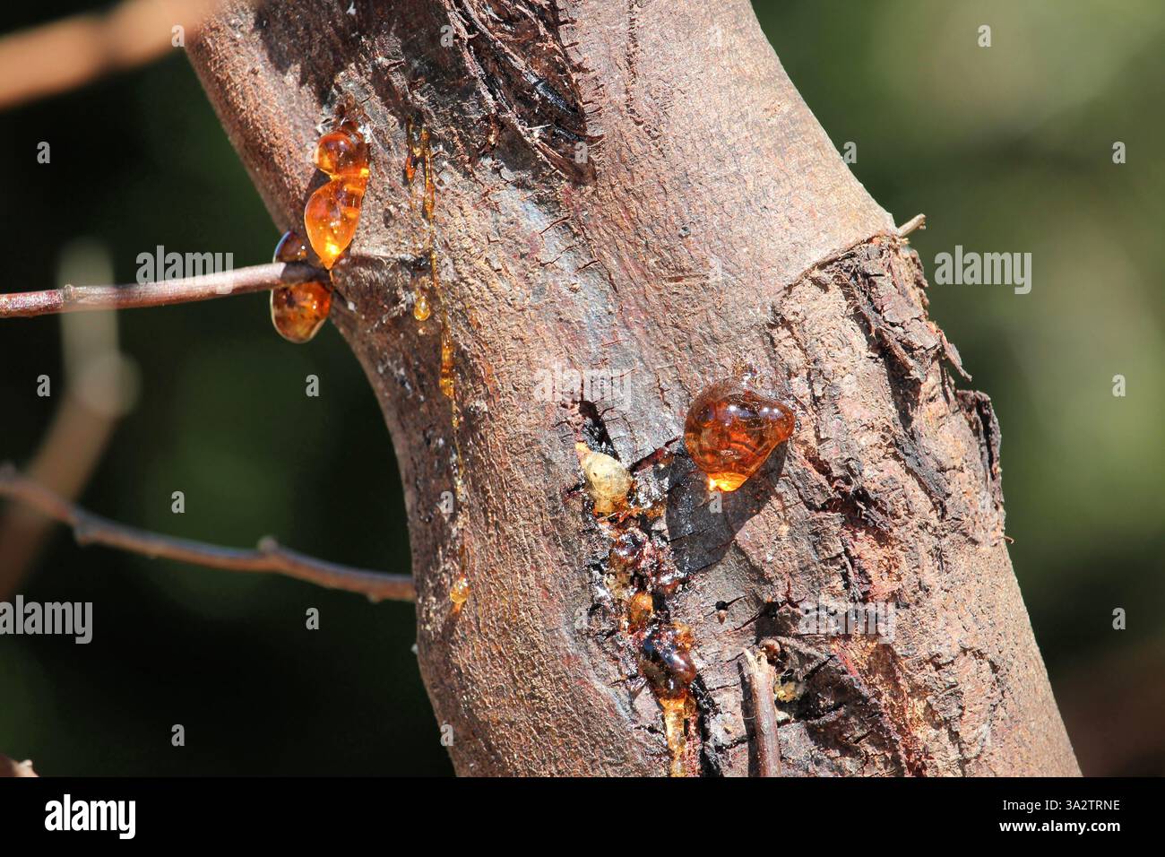 Close-up of gummosis in Acacia tree, South Australia Stock Photo - Alamy