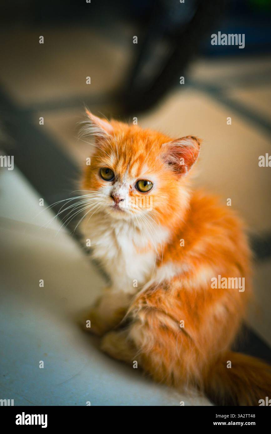 Golden Gaze: The Mesmerizing Charm of an Orange Fluffy Kitten Stock ...