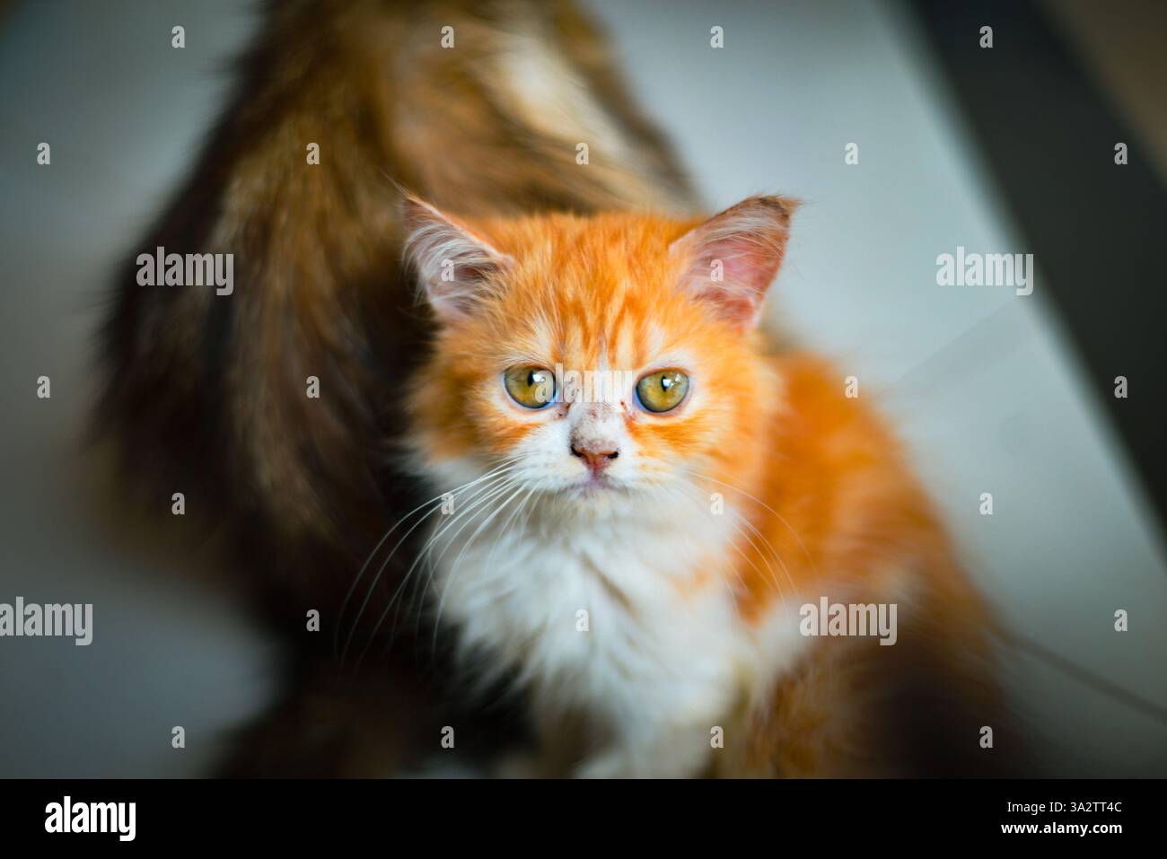 Golden Gaze: The Mesmerizing Charm of an Orange Fluffy Kitten Stock ...