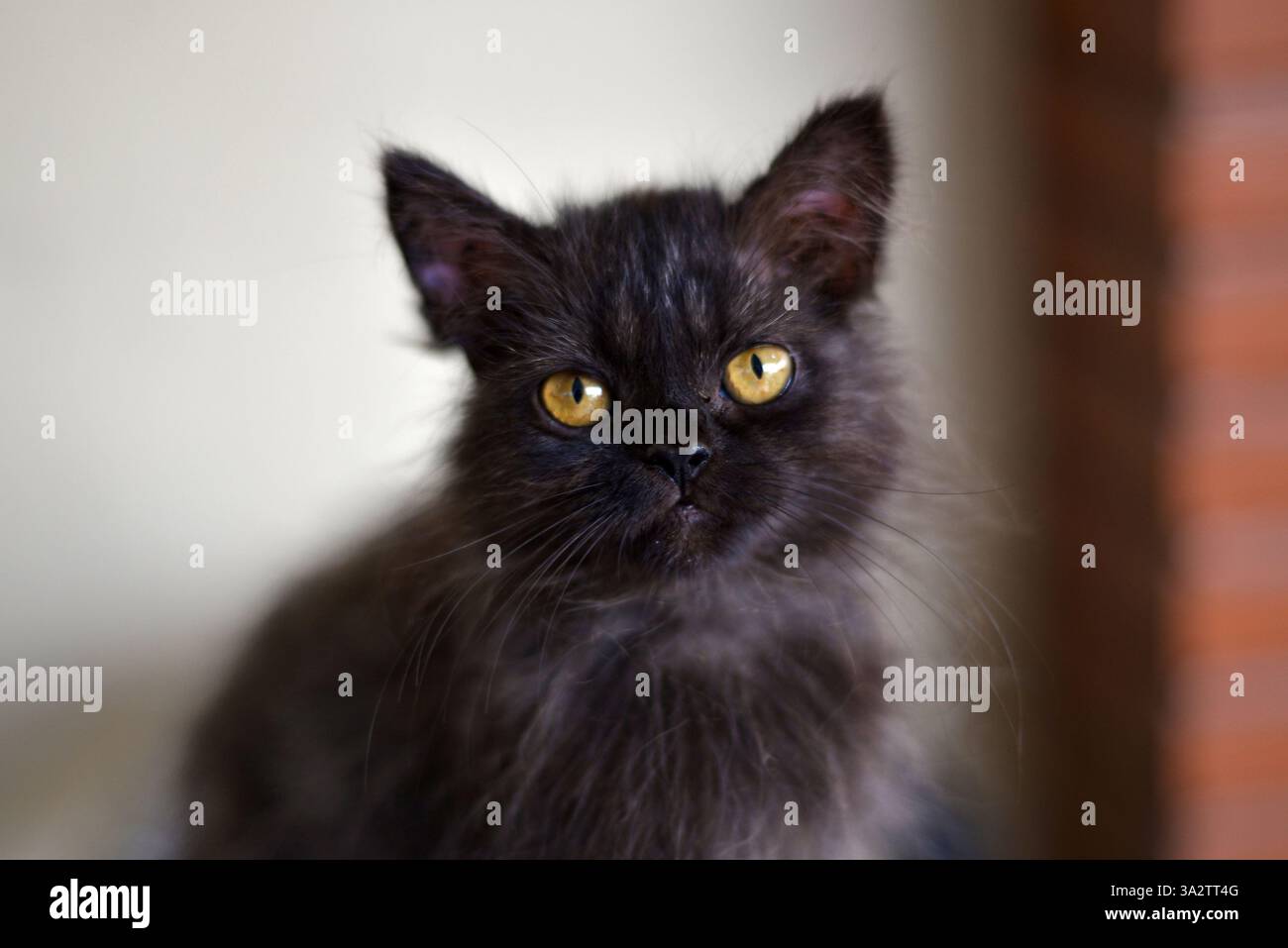 Dark themed pet hi-res stock photography and images - Alamy