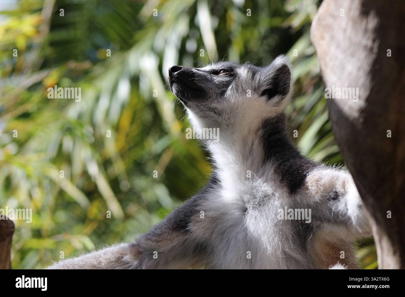 Lemur in thought Stock Photo - Alamy