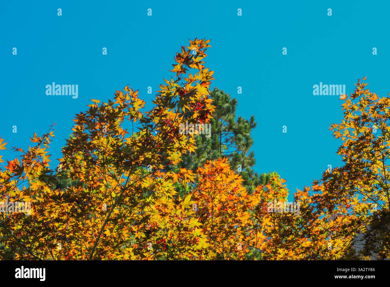 Nature’s quiet beauty, one leaf at a time. 🍃 Stock Photo - Alamy