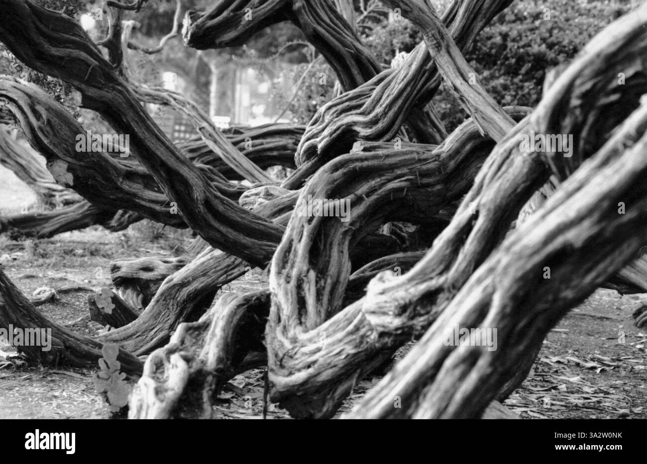 Los Angeles, California, USA, approx. 1985. Old pine tree twisted ...