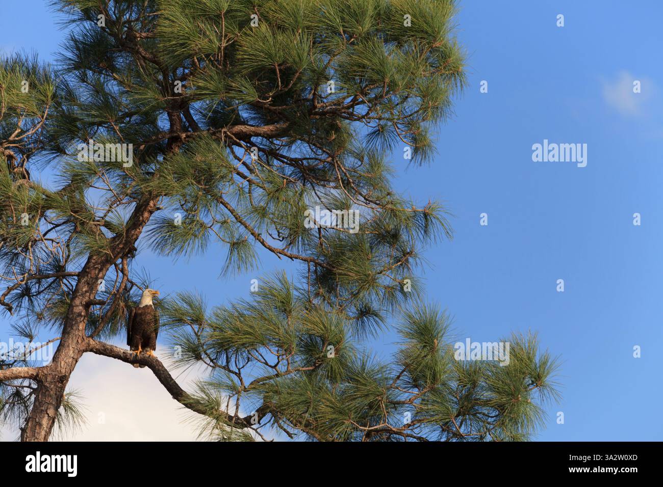 wild bald eagle on cypress tree Stock Photo - Alamy