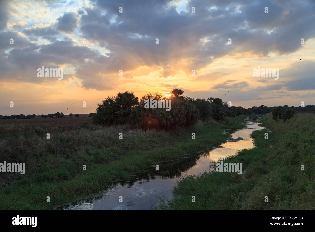 sunsen on wetlands Stock Photo - Alamy