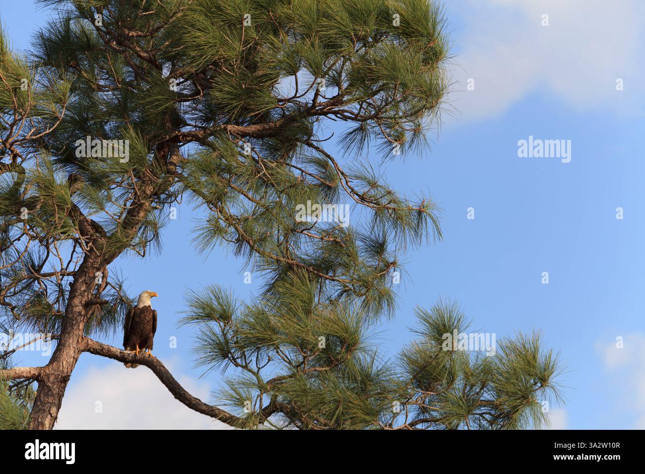 wild bald eagle on cypress tree Stock Photo - Alamy