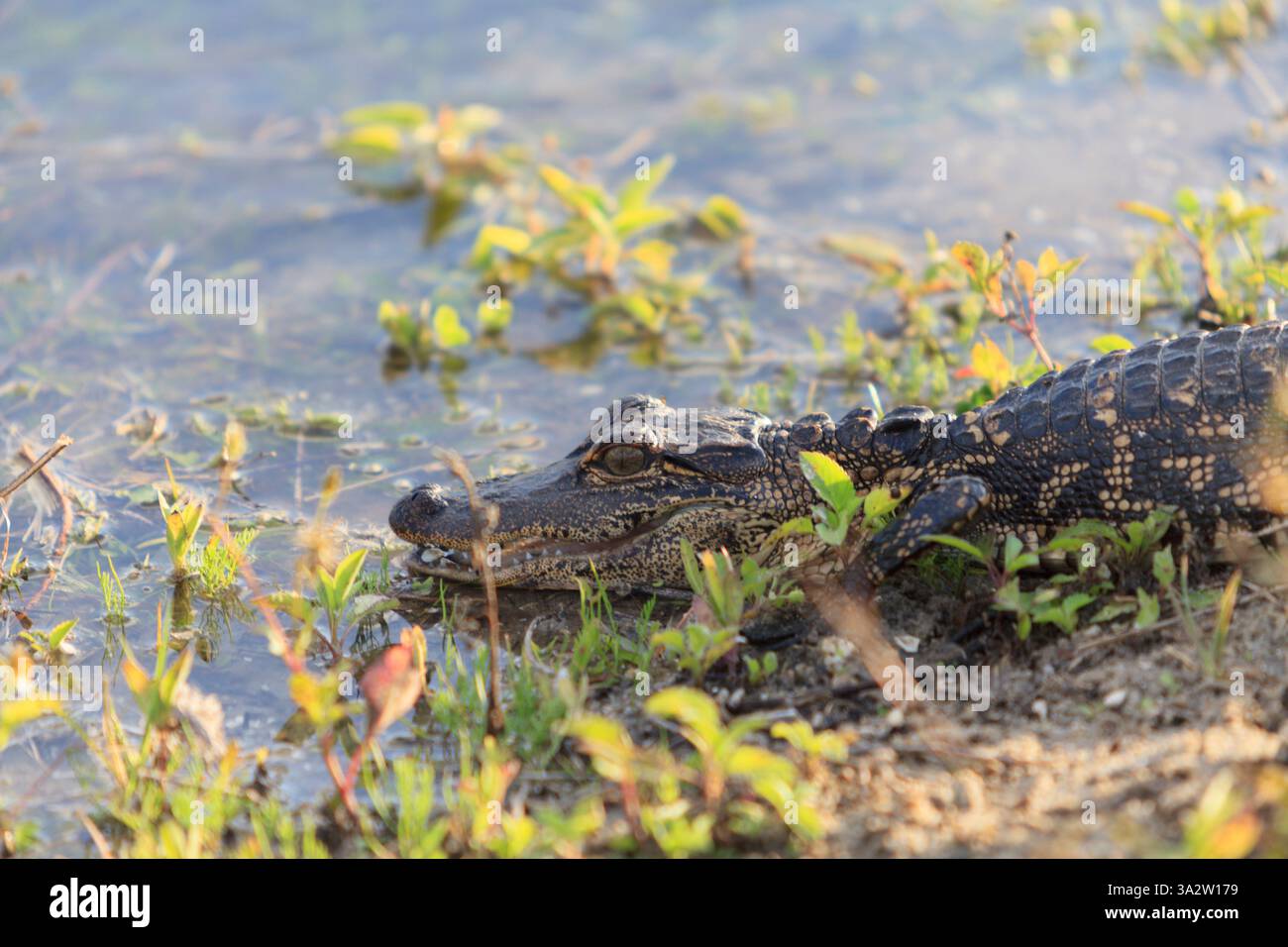 baby gator in wetlands Stock Photo - Alamy