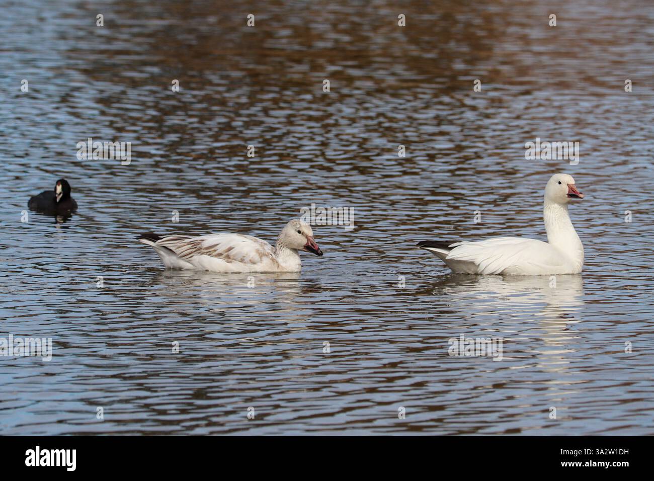 Snow Geese or Anser caerulescens swimming at Green Valley Lake in ...
