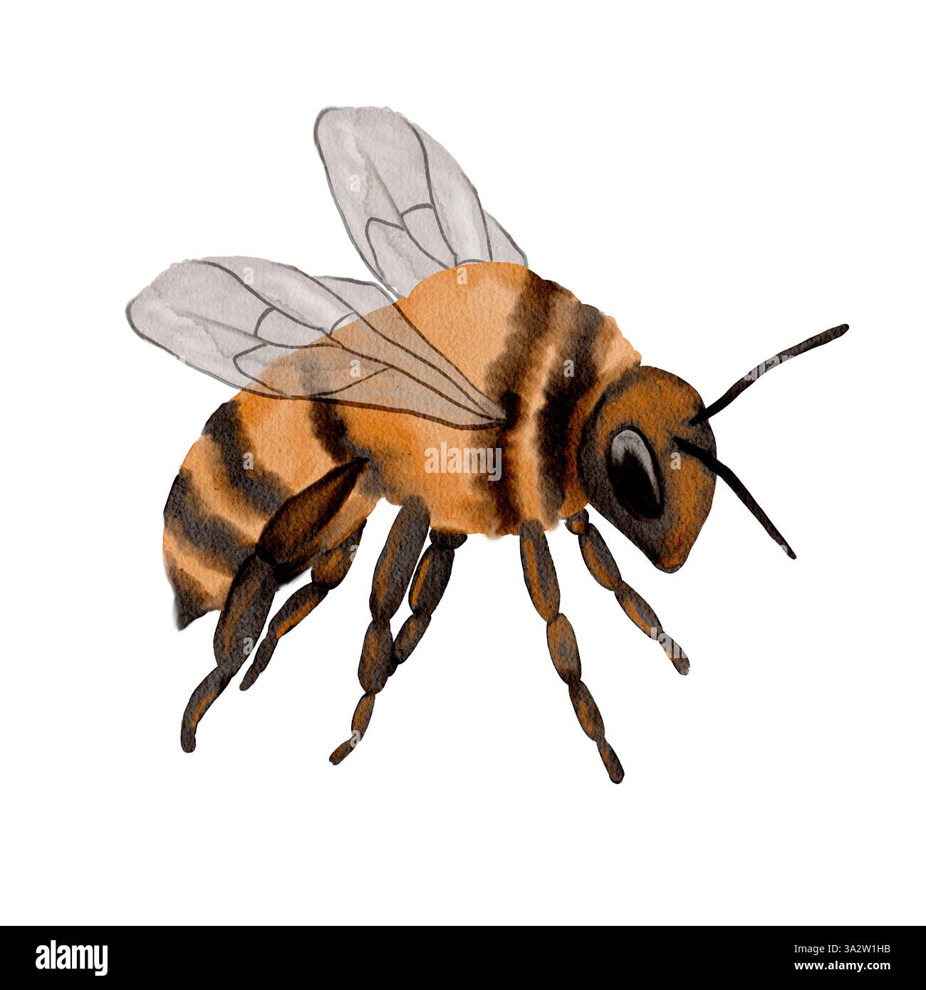 A highly detailed and vivid illustration of a honey bee, showcasing its ...