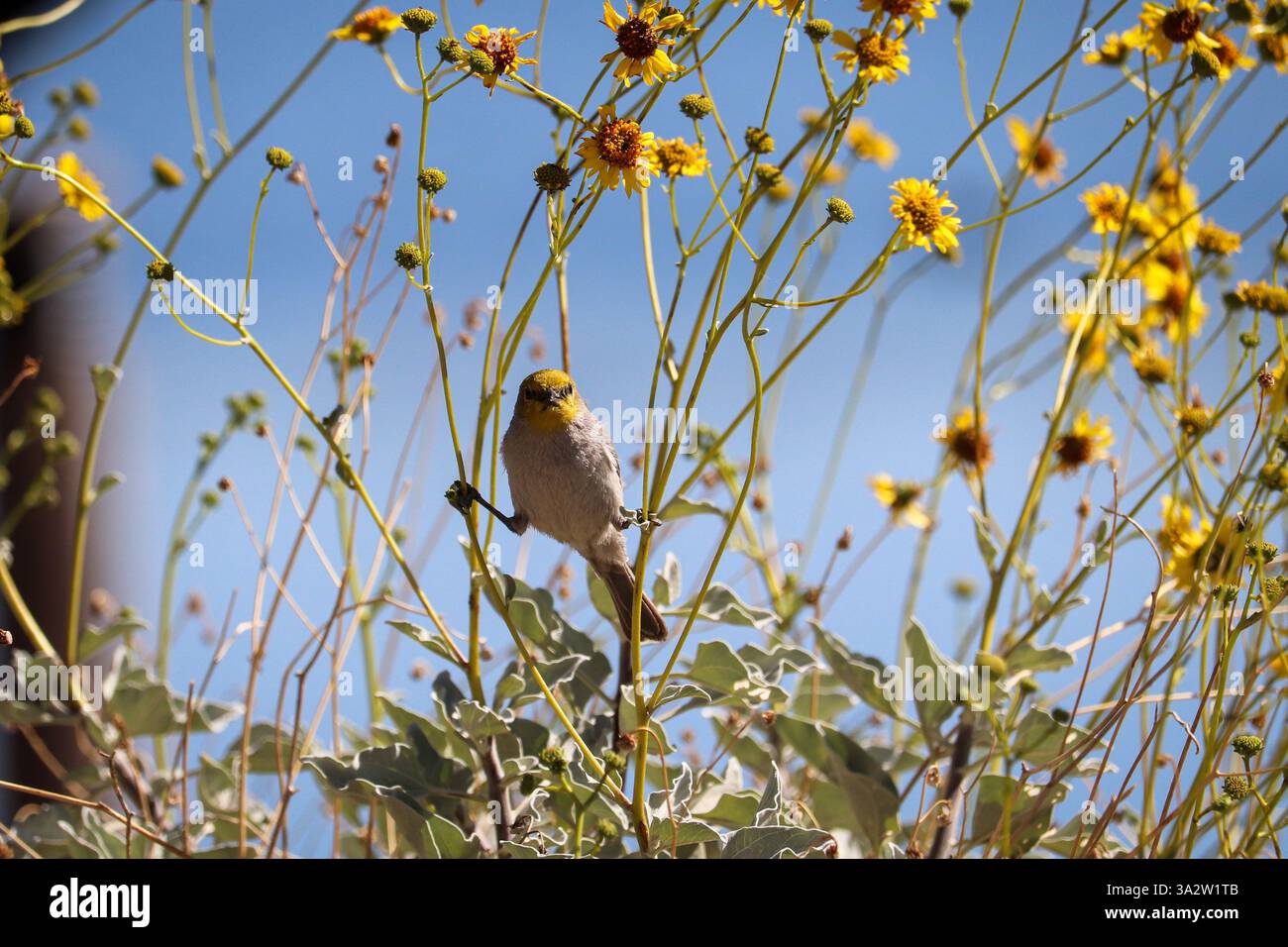 Verdin or Auriparus flaviceps perching between two brittlebush flowers ...