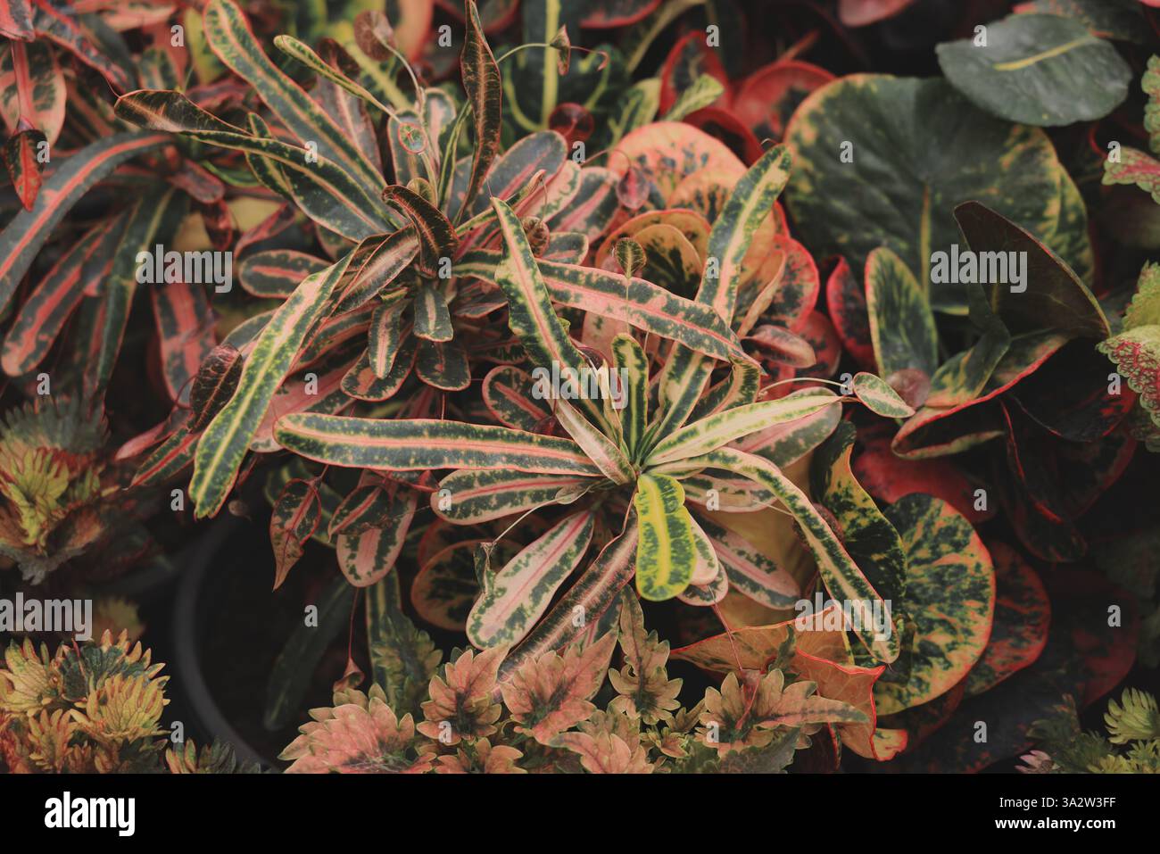 Discover vibrant indoor plants with striking foliage that enhance any ...