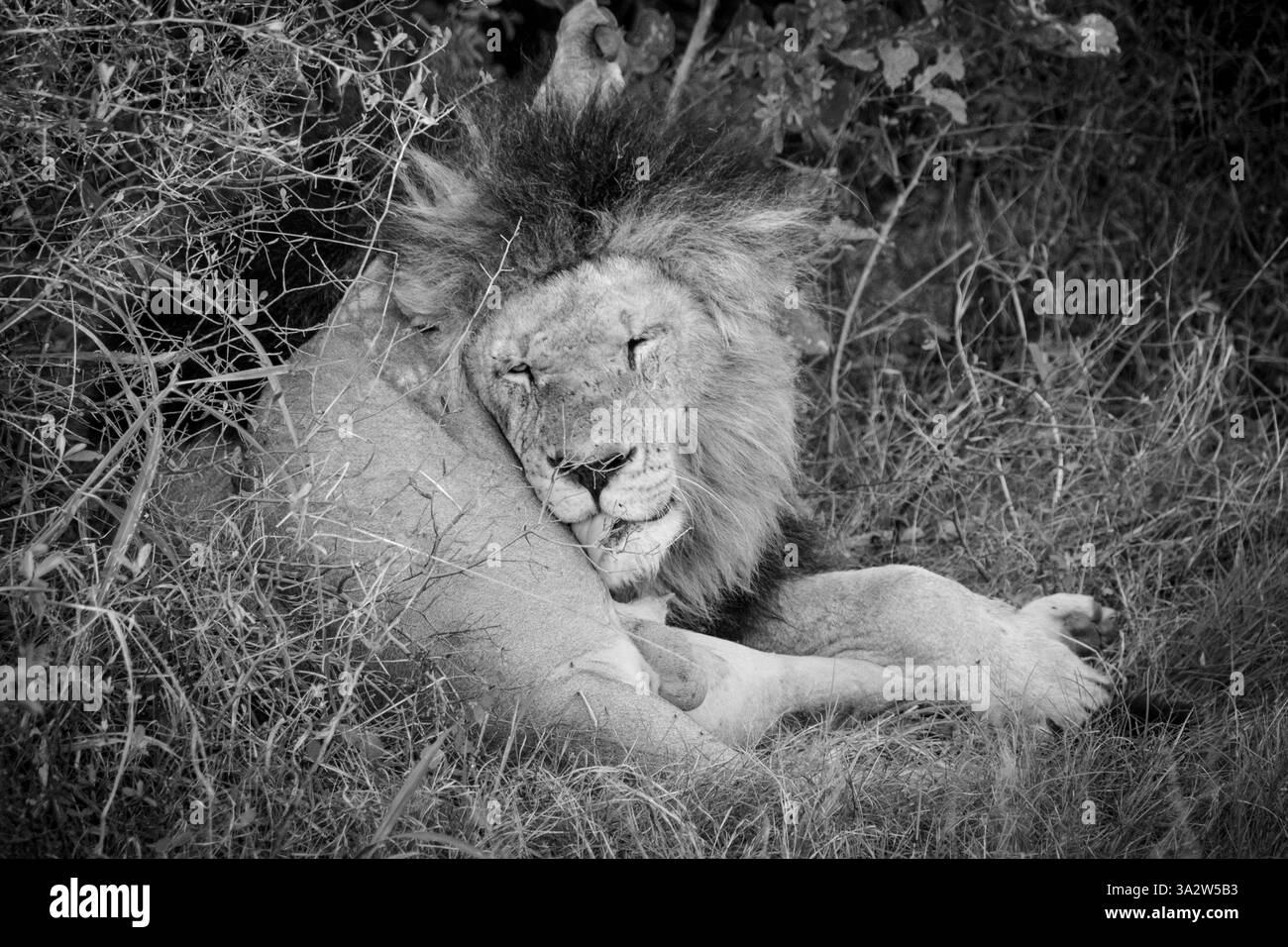 Lion grooming self in Botswana, Africa Stock Photo - Alamy