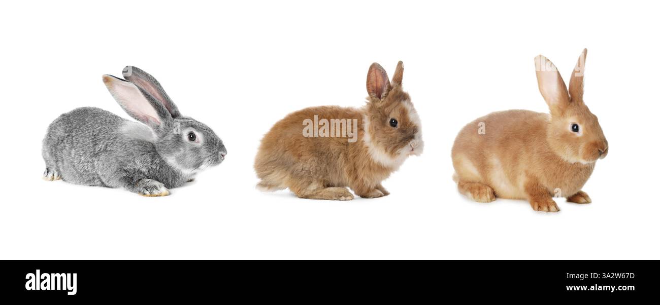 Cute fluffy rabbits isolated on white, set Stock Photo - Alamy