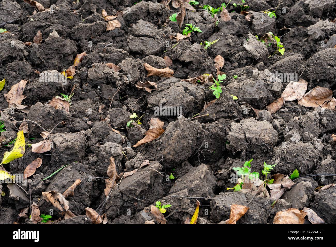 Dark, rich soil shows small green sprouts emerging among scattered dry ...
