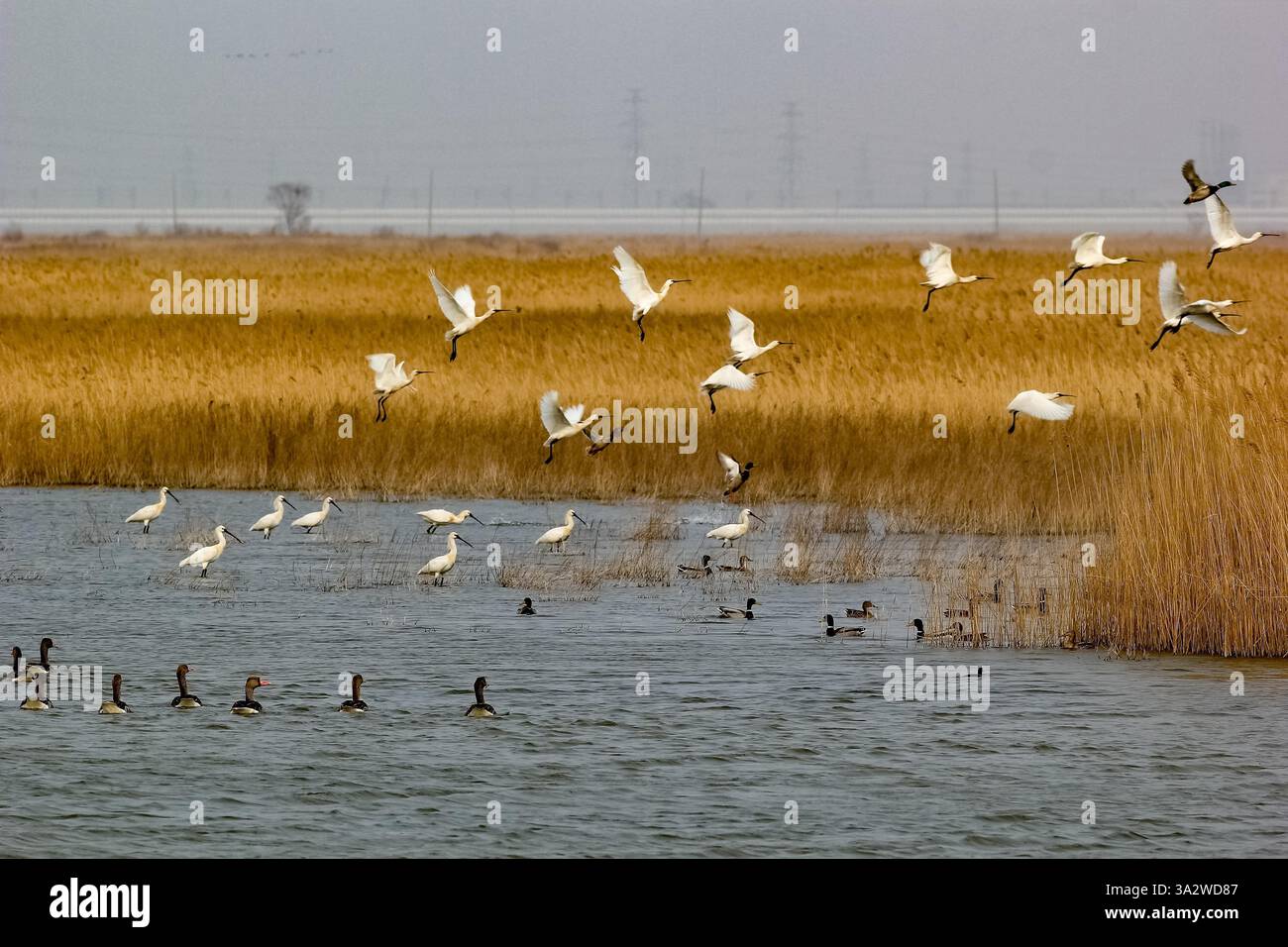 **CHINESE MAINLAND, HONG KONG, MACAU AND TAIWAN OUT** Migratory birds ...