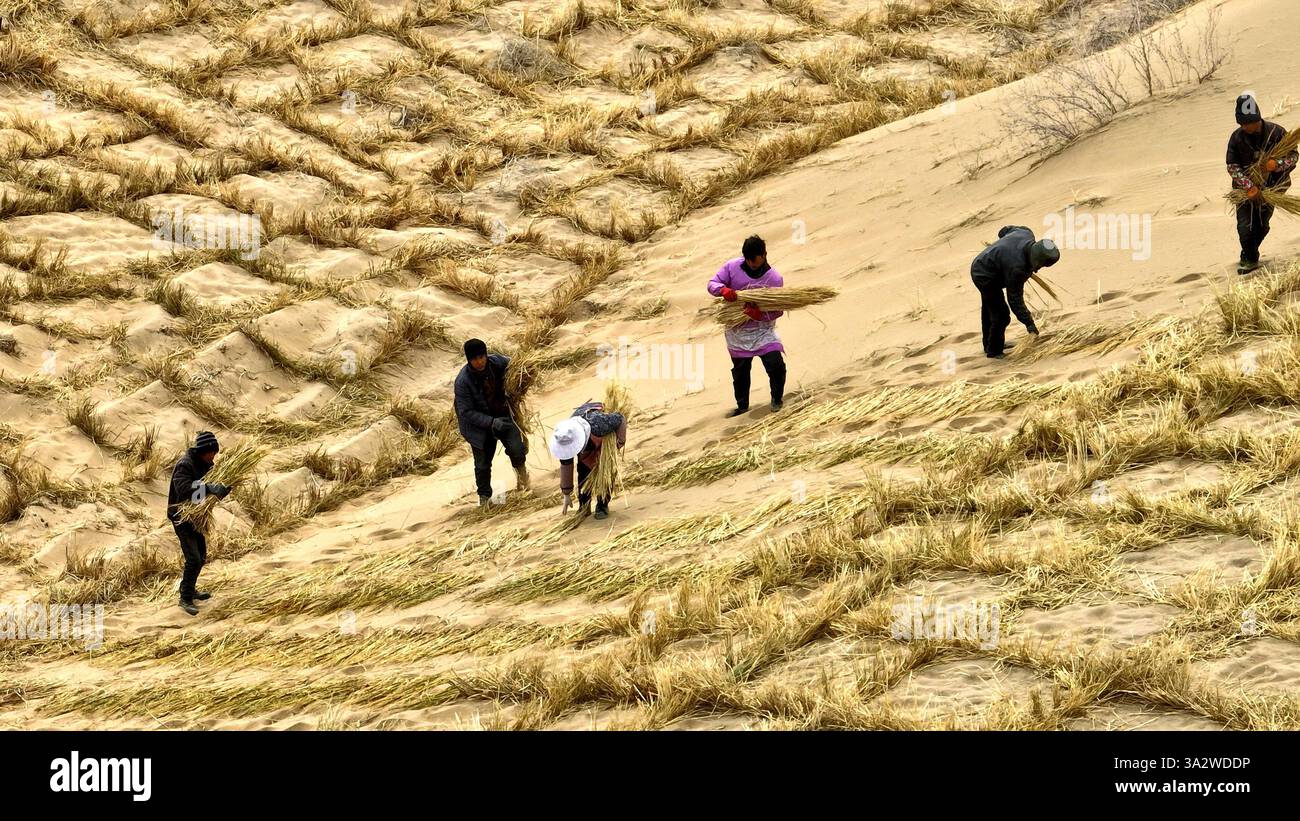 ZHANGYE, CHINA - MARCH 13, 2025 - Volunteers lay straw on a sand slope ...